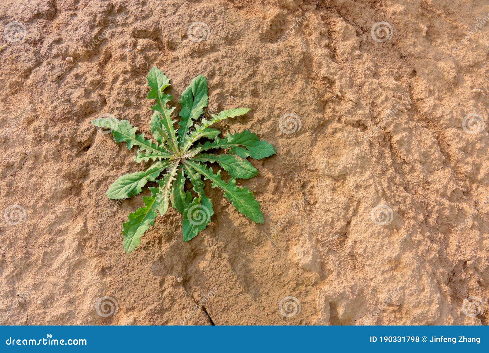 Loess Soil Texture Royalty-Free Stock Photo | CartoonDealer.com #72245217