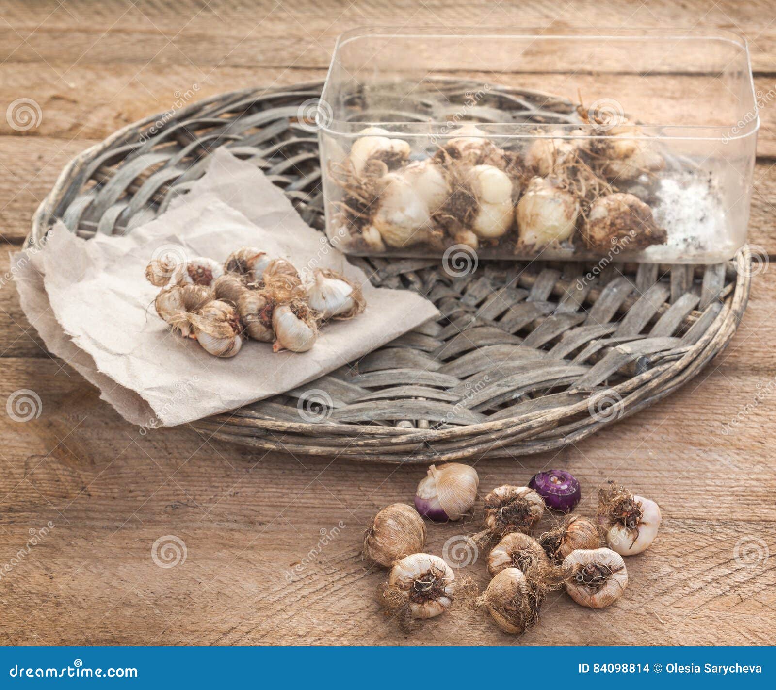 Ixia bulbs stock photo. Image of flat, autumn, flower - 84098814