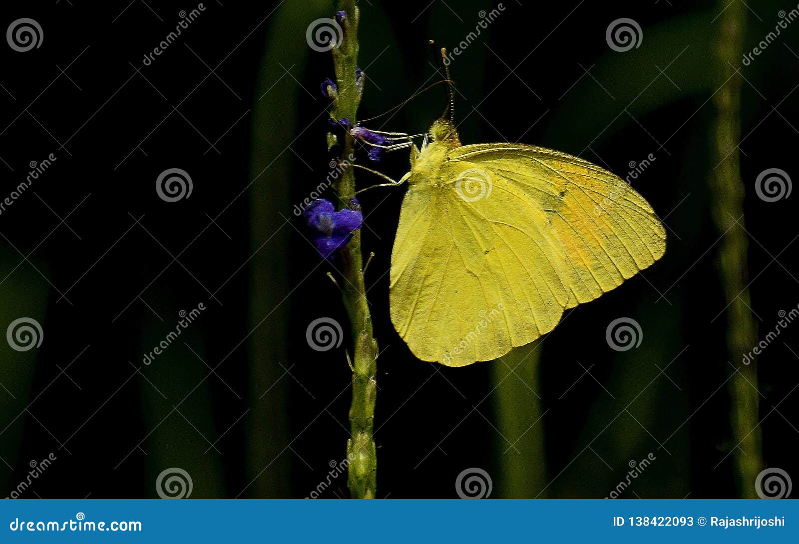 Ixias Pyrene - Yellow Orange-tip Butterfly Stock Image - Image of ixias ...