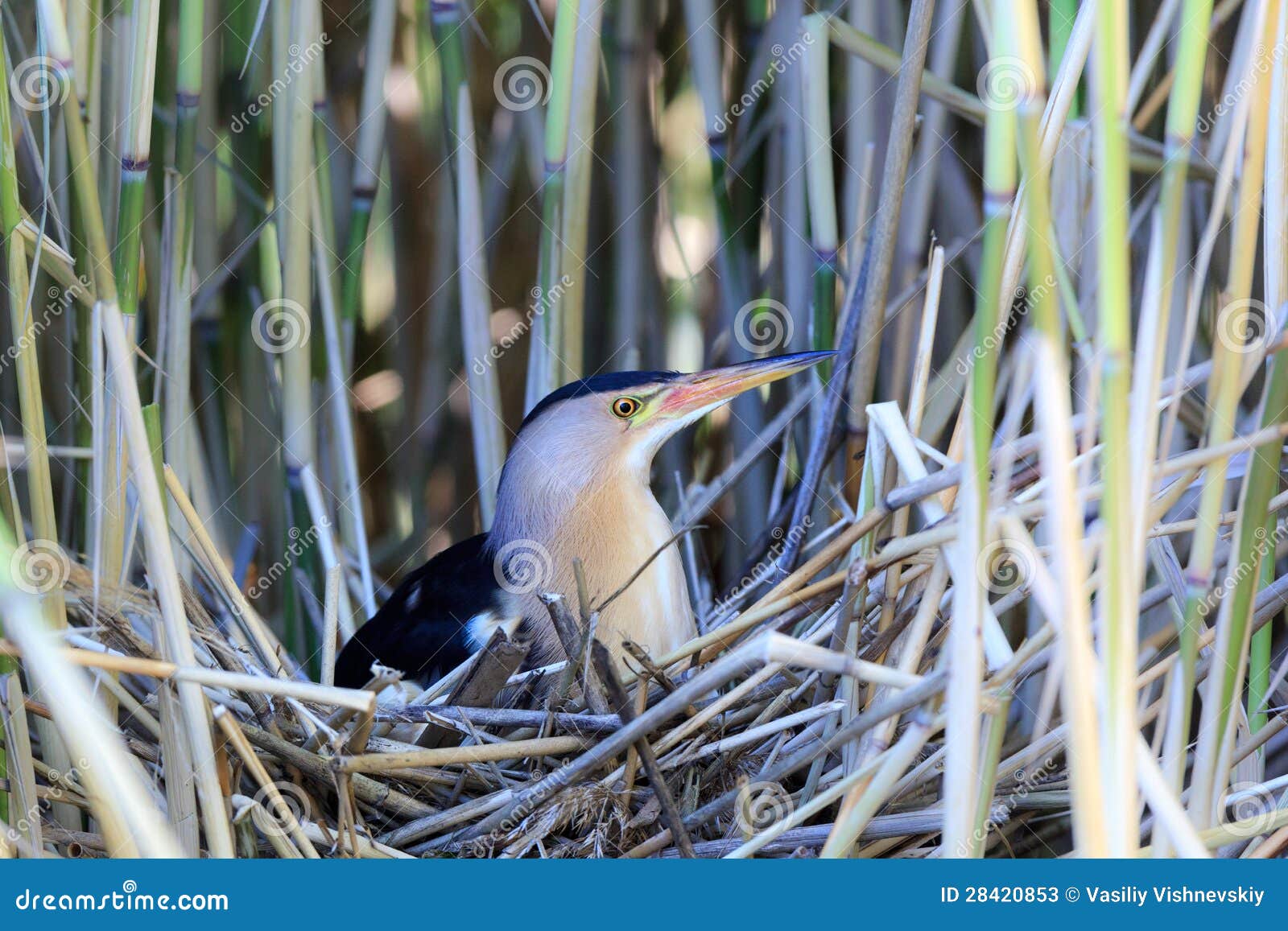 Ixobrychus Minutus, Little Bittern. Stock Image - Image of eggs ...