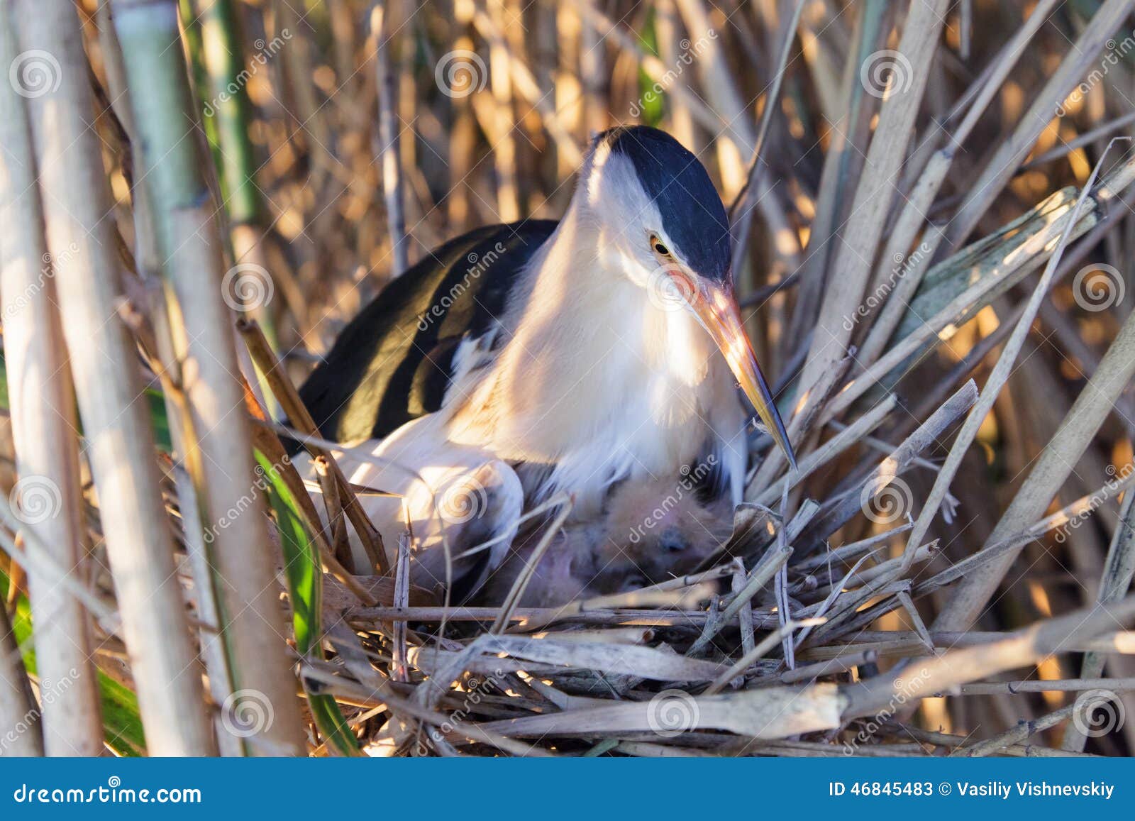 Ixobrychus Minutus, Little Bittern. Stock Image - Image of baby ...
