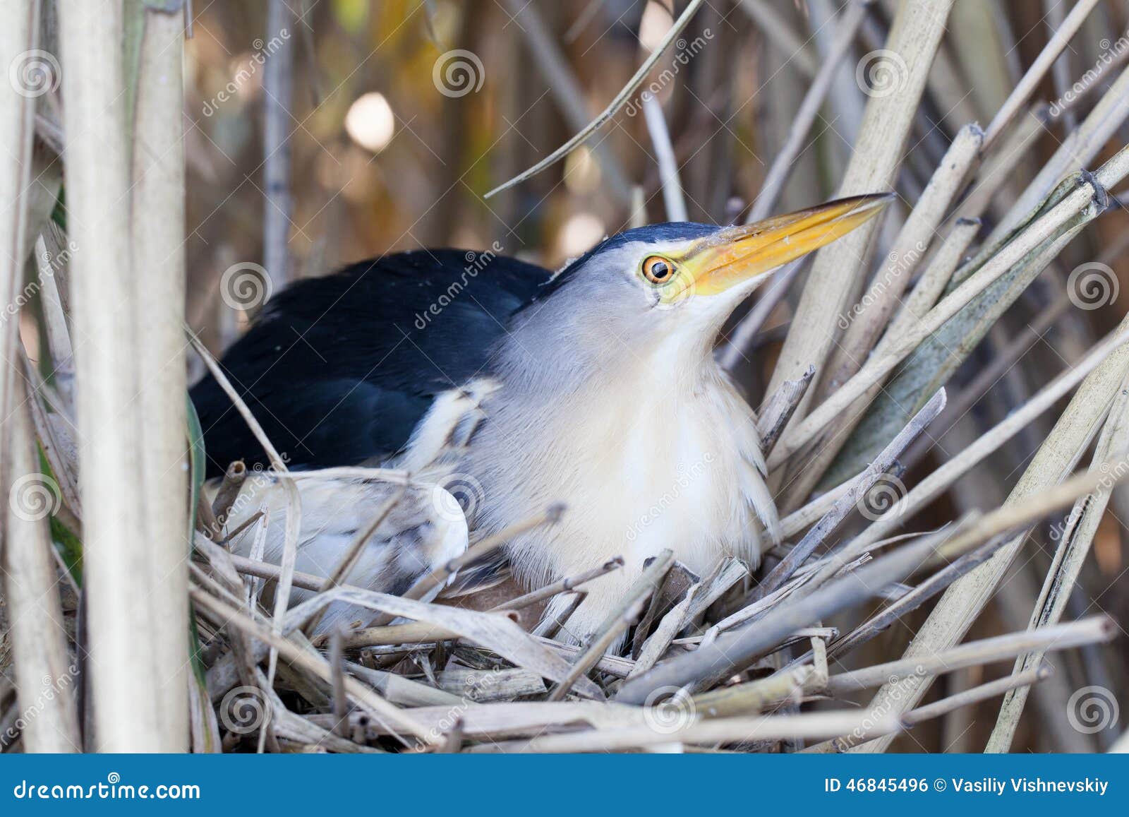 Ixobrychus Minutus, Little Bittern. Stock Photo - Image of incubate ...