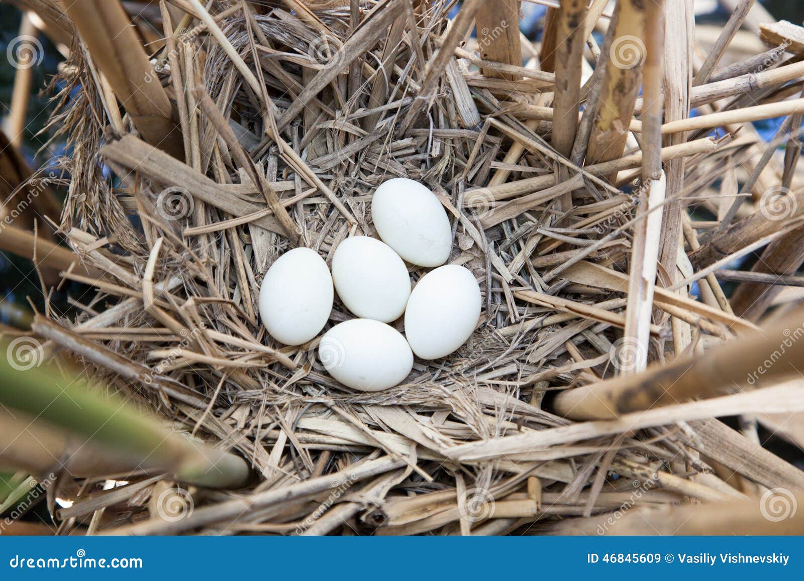 Ixobrychus Minutus, Little Bittern. Stock Image - Image of communis ...