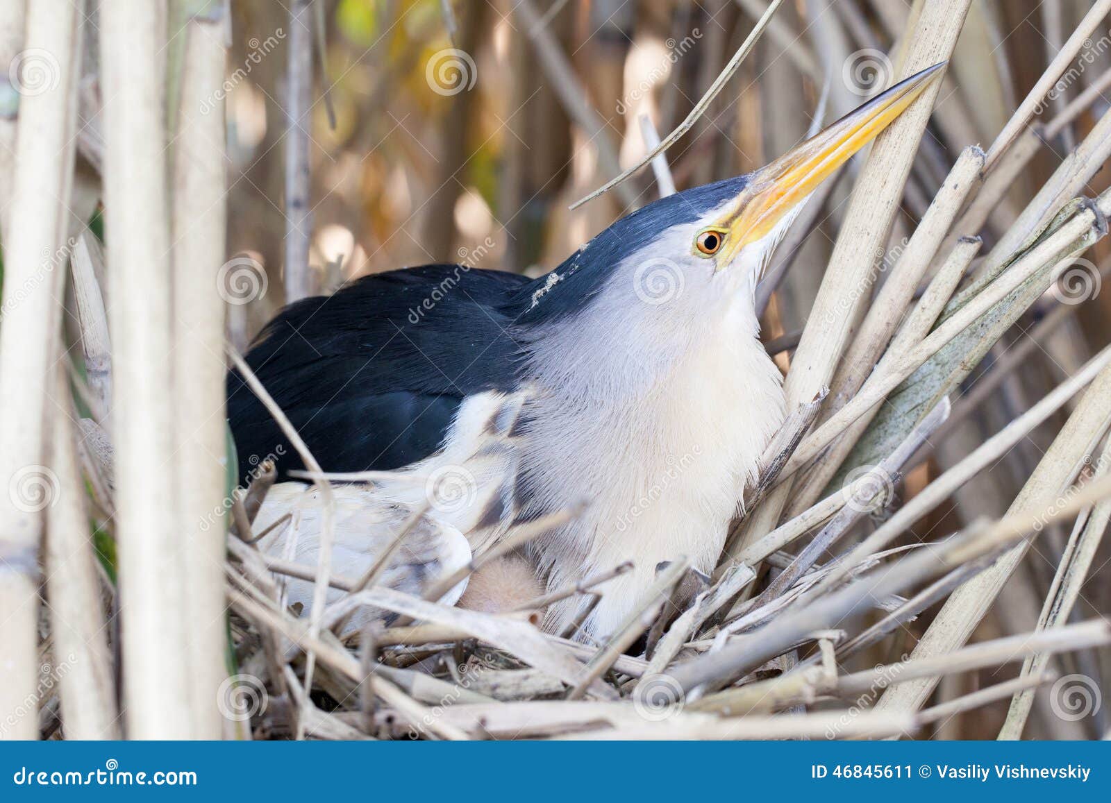 Ixobrychus Minutus, Little Bittern. Stock Image - Image of fledgling ...