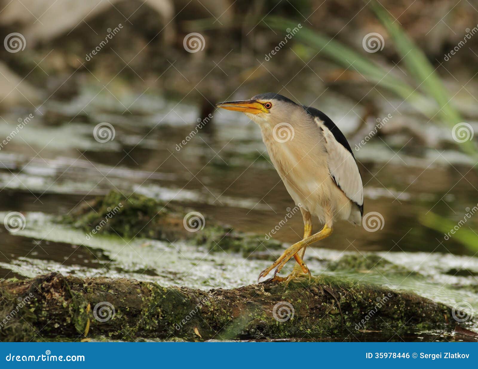Ixobrychus minutus stock photo. Image of minutus, ixobrychus - 35978446