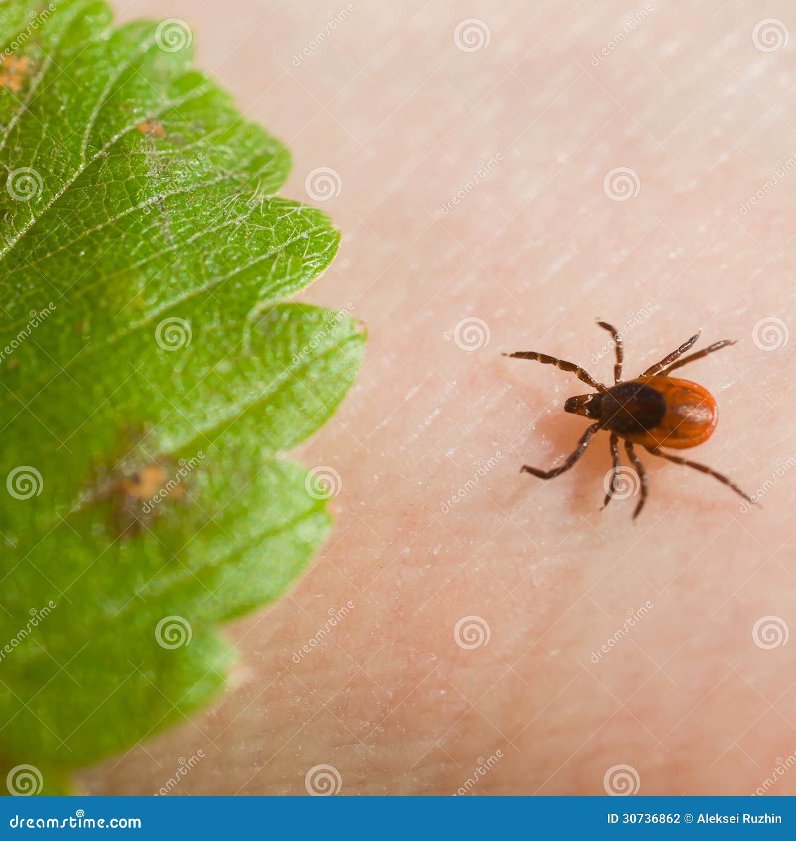 Ixodes scapularis stock photo. Image of macro, scapularis - 30736862