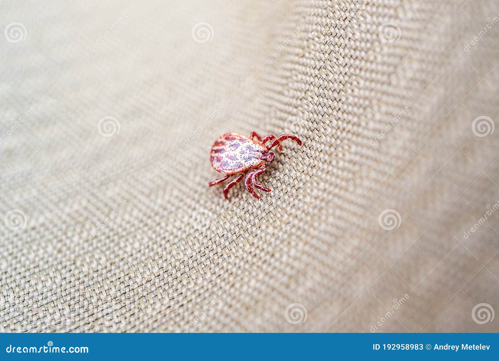Ixodes Tick, View From The Microscope. Tick In The Laboratory Royalty ...