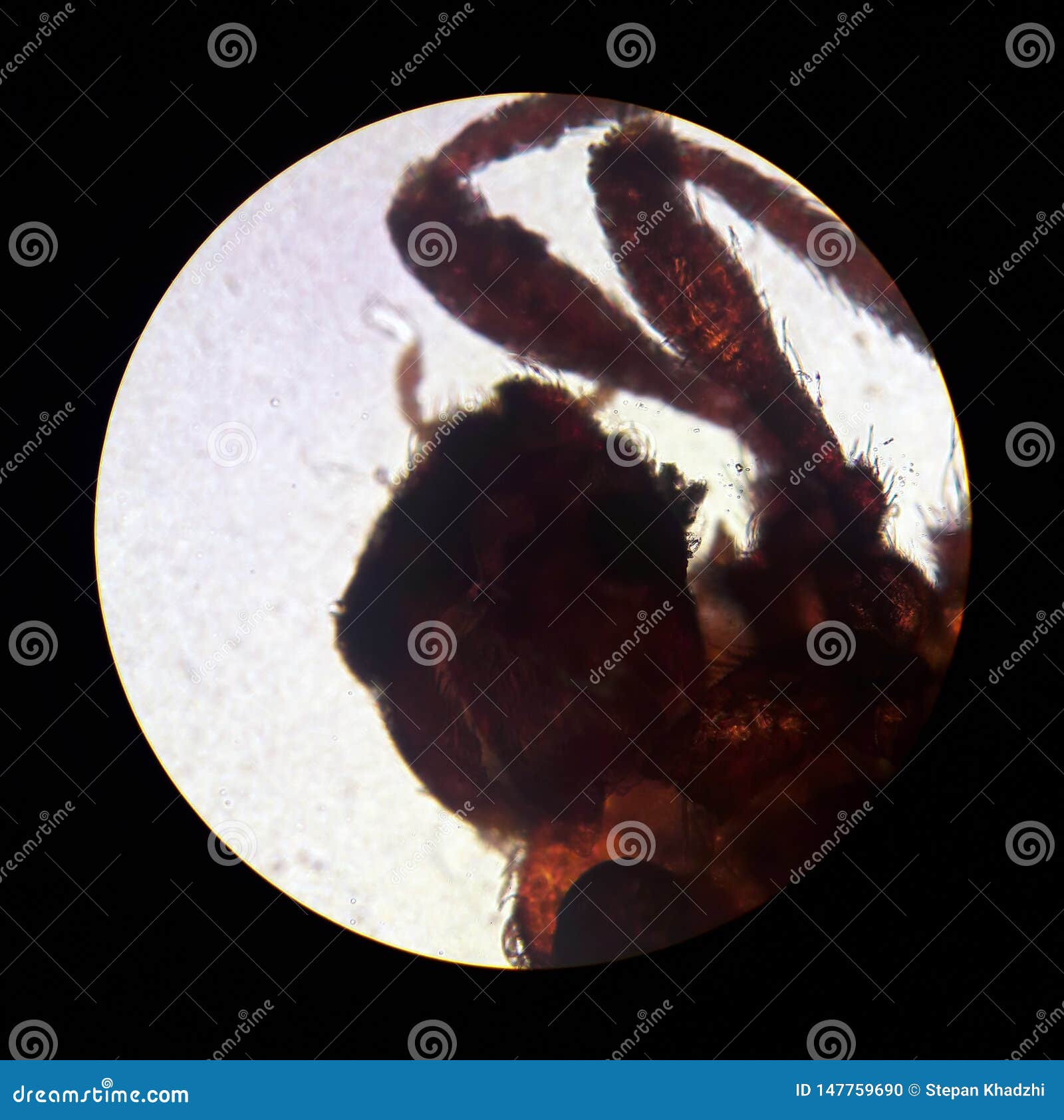 Ixodes Tick, View from the Microscope. Tick in the Laboratory Stock ...