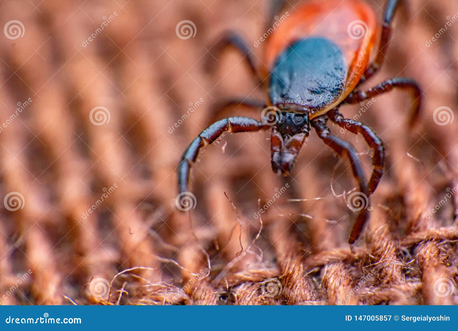 Ixodic Tick Close Up. Macro Photo Stock Image - Image of ticks, pest ...