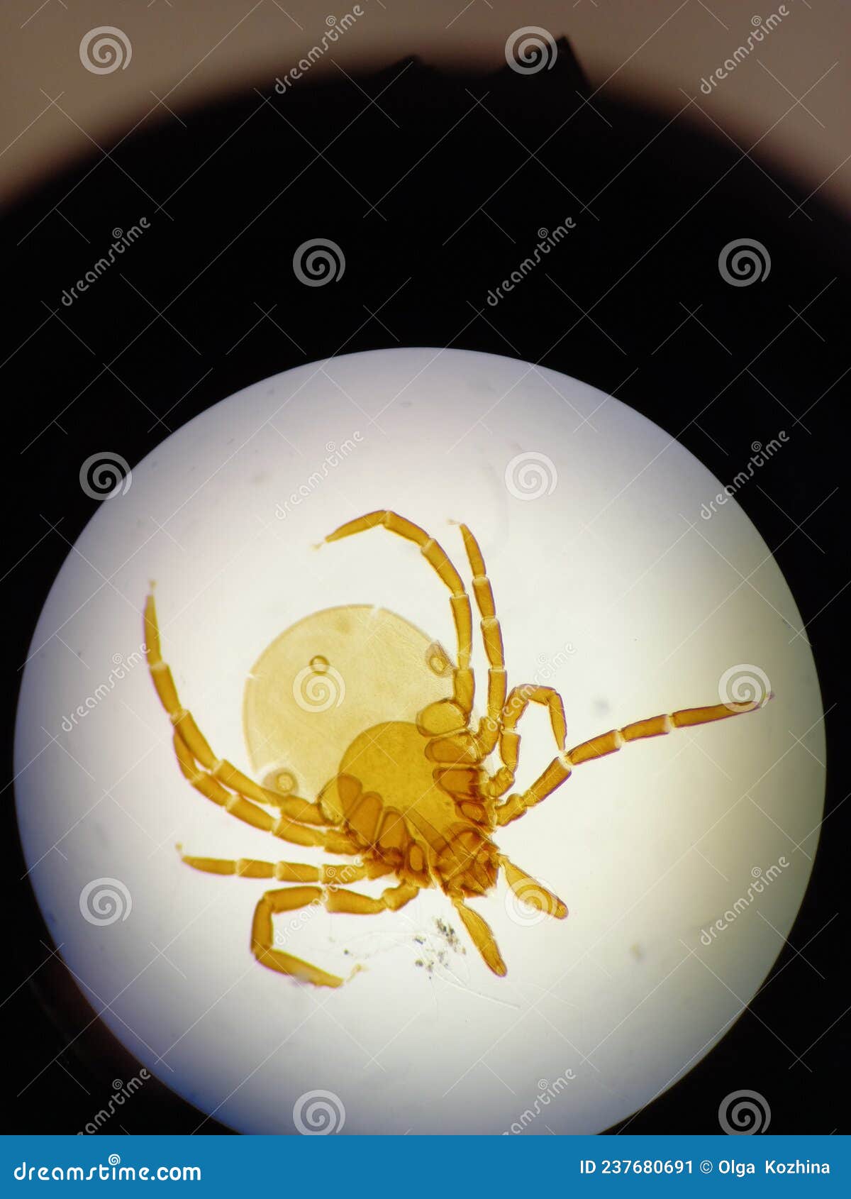 Deer Tick Under Microscope