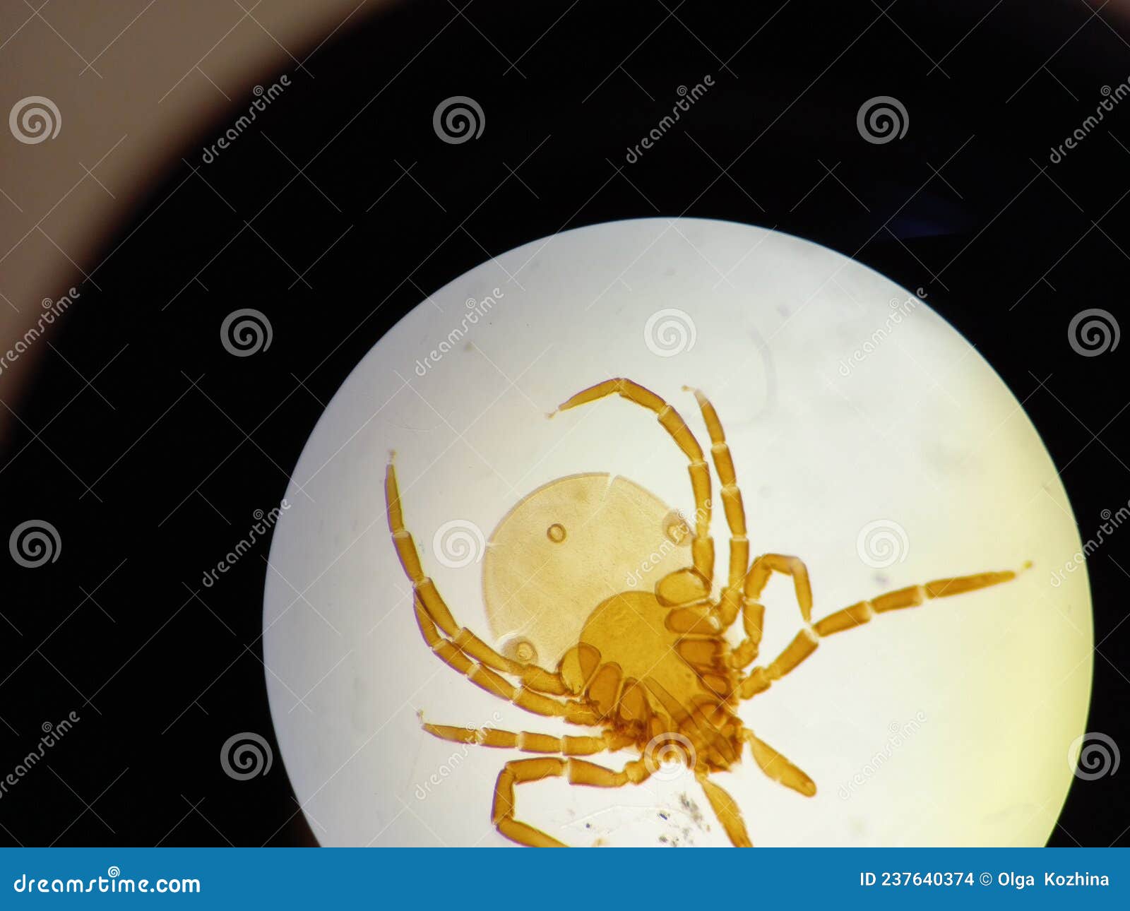 Ixodid Tick Under a Microscope. Stock Photo - Image of encephalitis ...