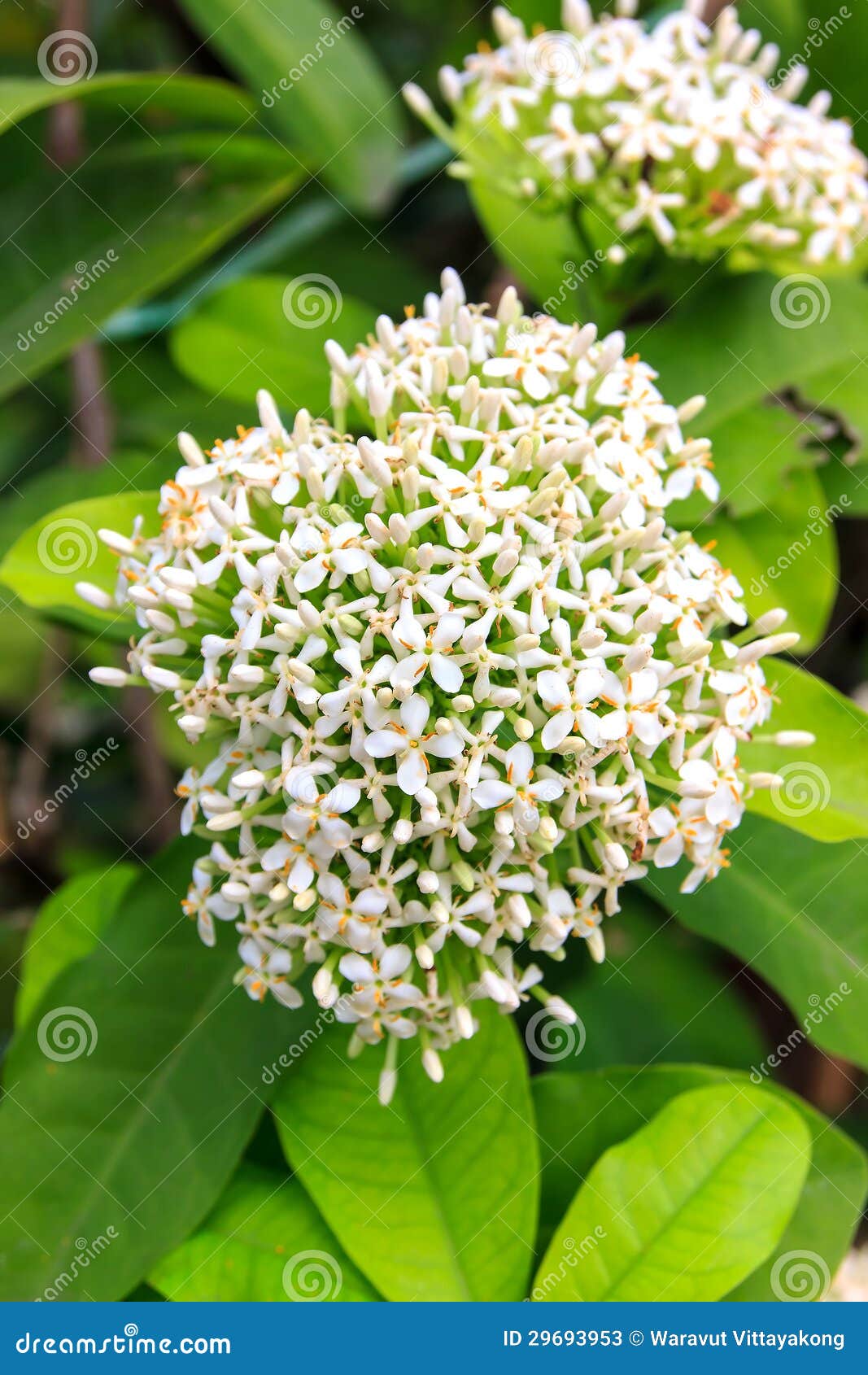 Ixora stock image. Image of beautiful, florist, bright - 29693953