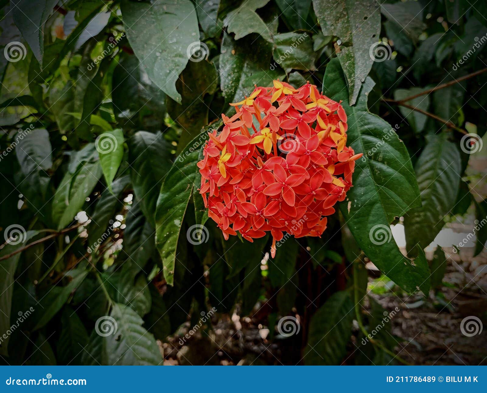 Ixora Beautiful Red Color Flower Stock Image - Image of ixora, color ...