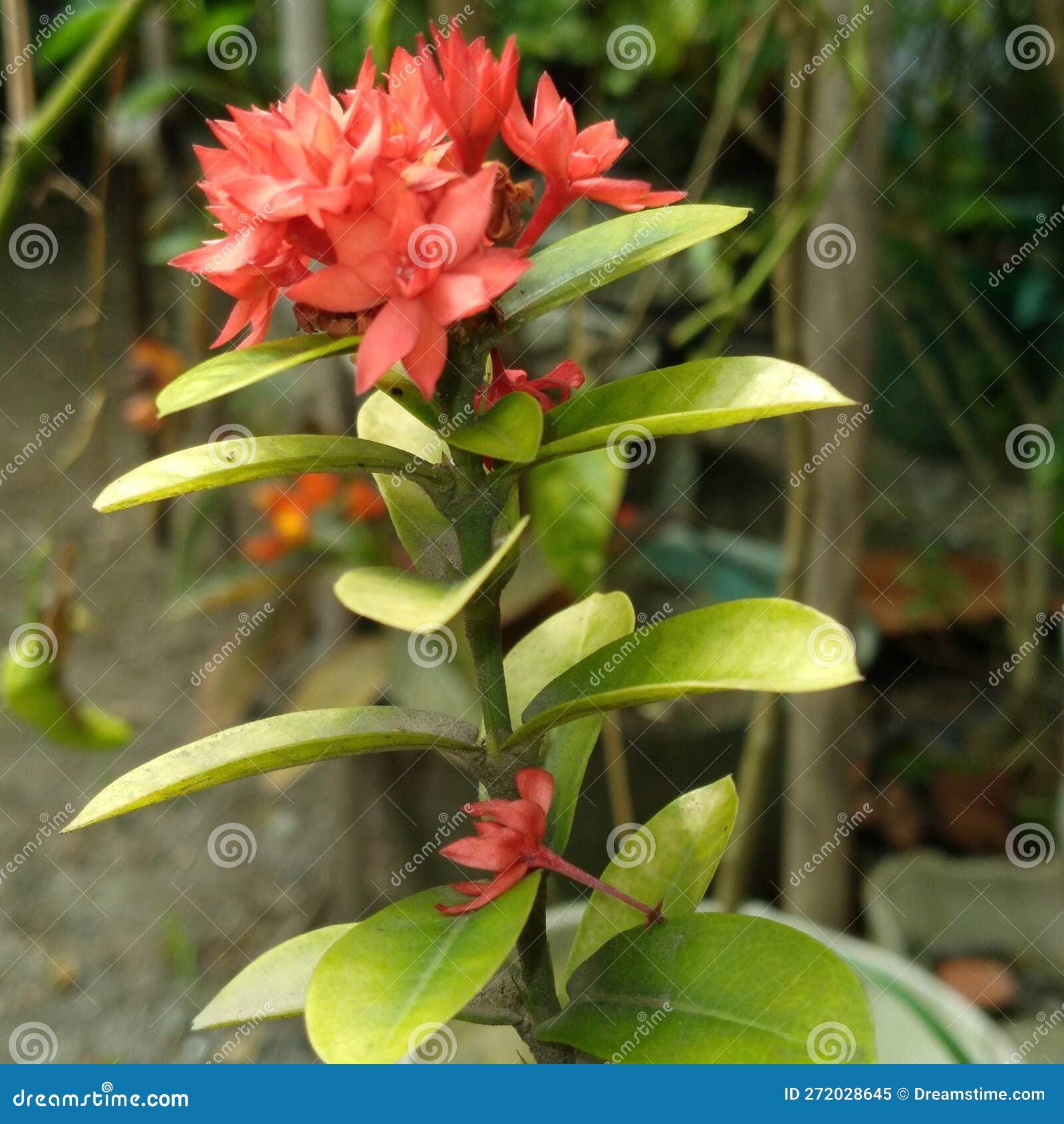 Ixora Chinensis, Commonly Known As Chinese Ixora Stock Image - Image of ...