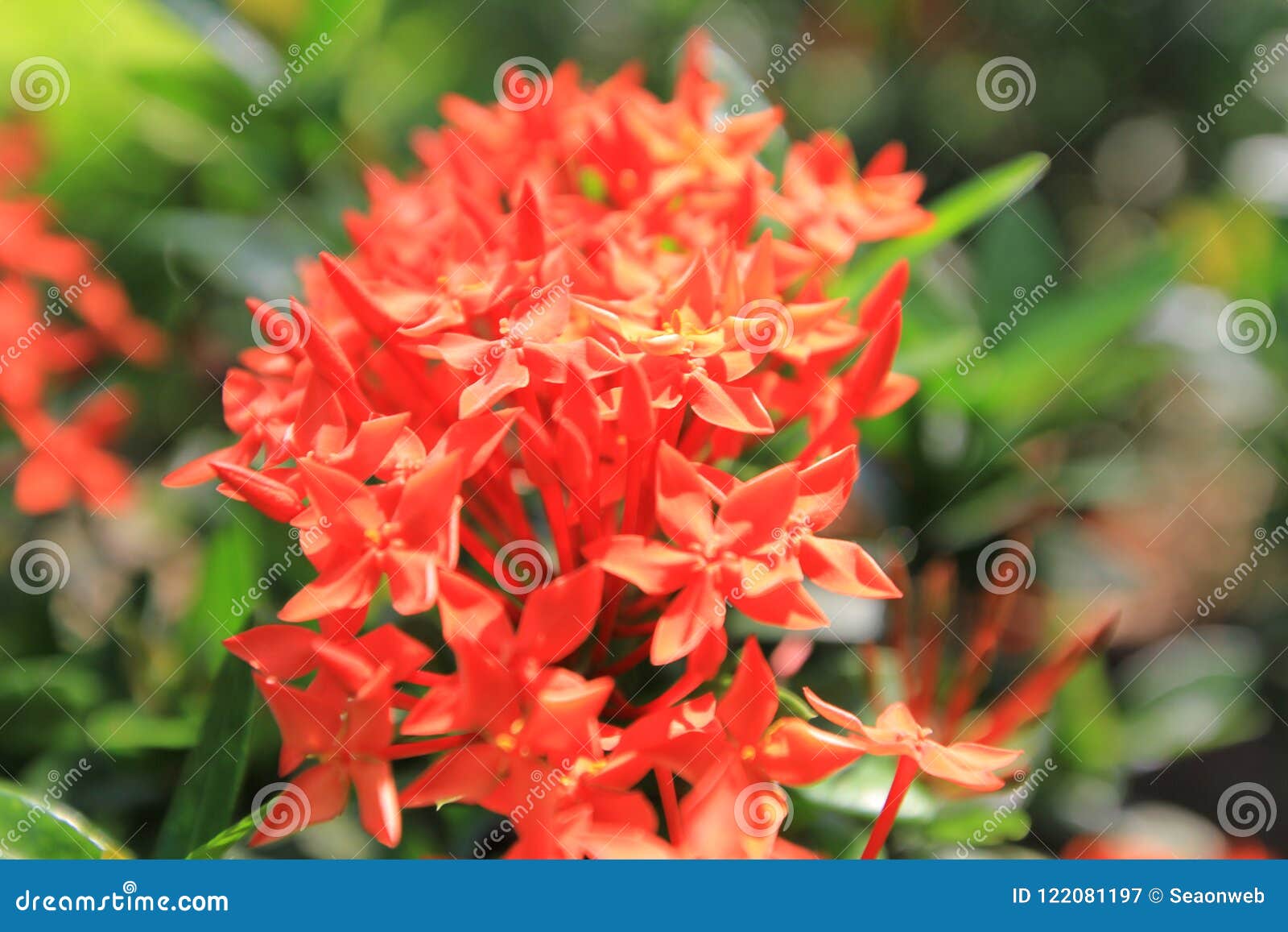 A Ixora Chinensis Lam in Full Bloom Stock Image - Image of ...