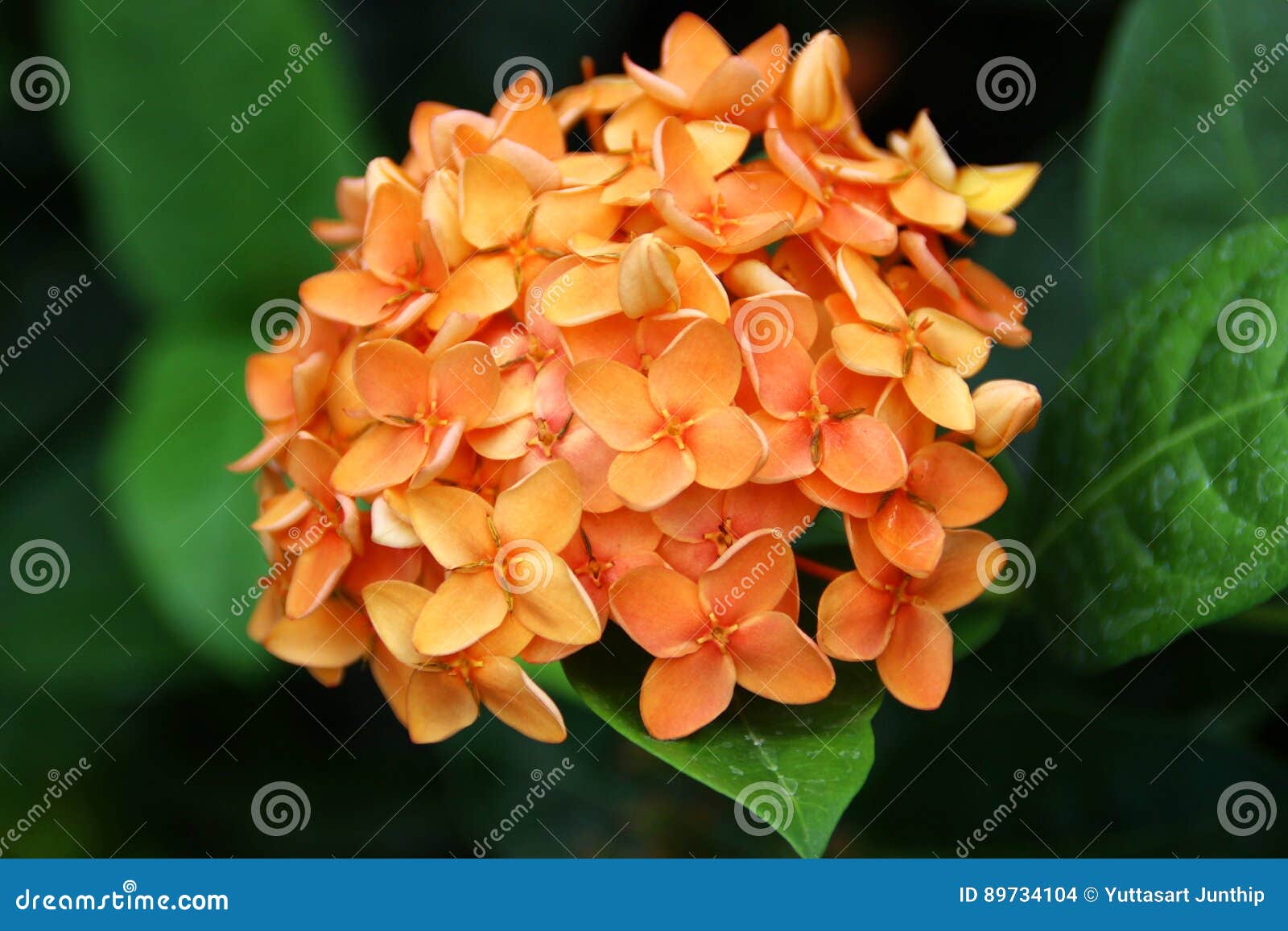 Ixora stock photo. Image of ixoraixora, flower, close - 89734104