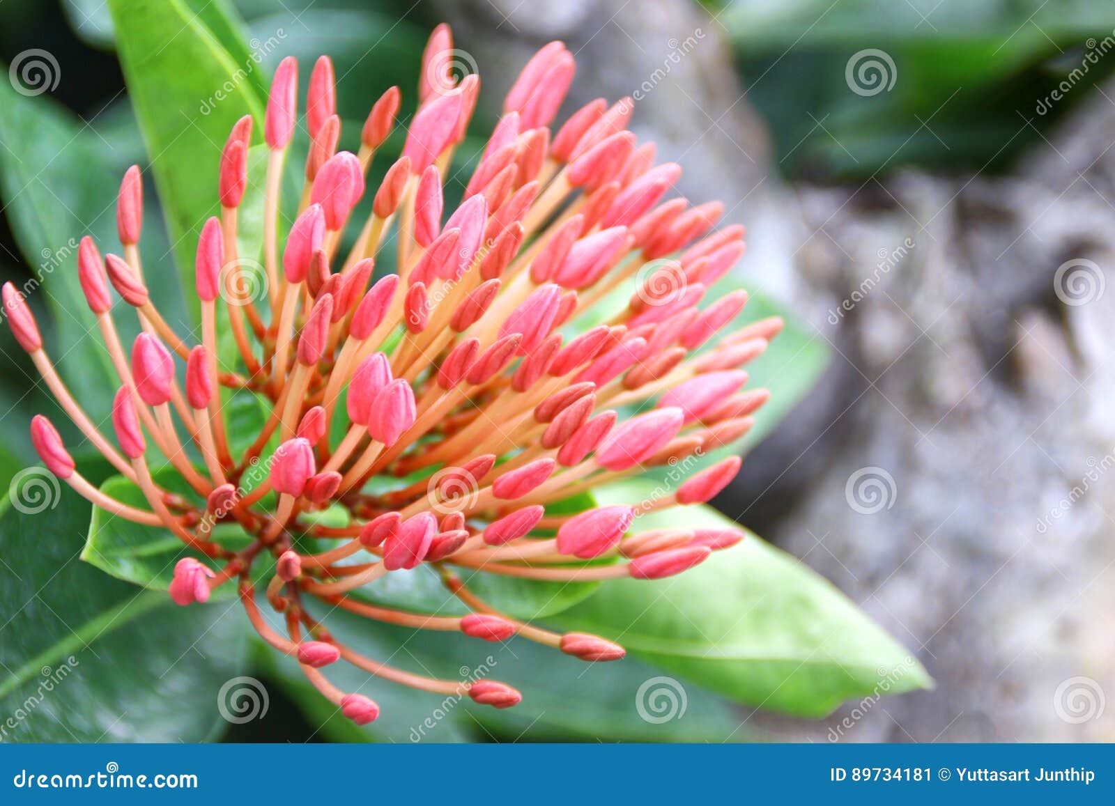 Ixora stock image. Image of flower, king, bouquet, green - 89734181