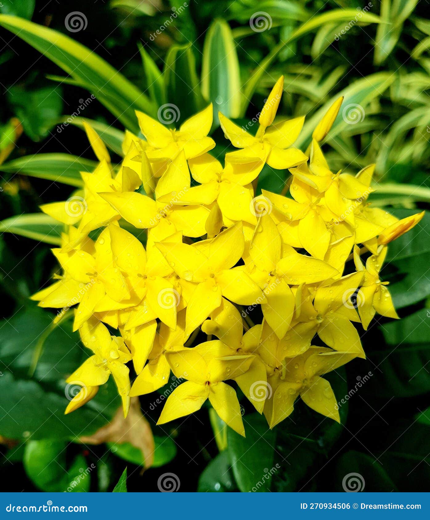 Ixora Coccine Known Junhle Geranium Flame Stock Photo - Image of ...