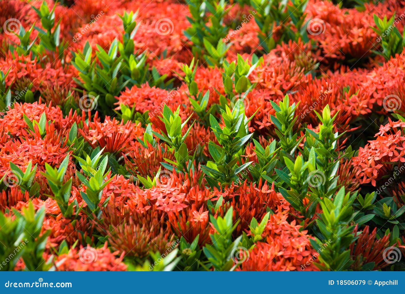 Ixora Coccinea Flower, Pink Ixora With Leaves Isolated On White ...