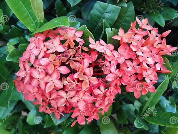 Ixora Coccinea Jardinera Compacta Imagen de archivo - Imagen de flor ...