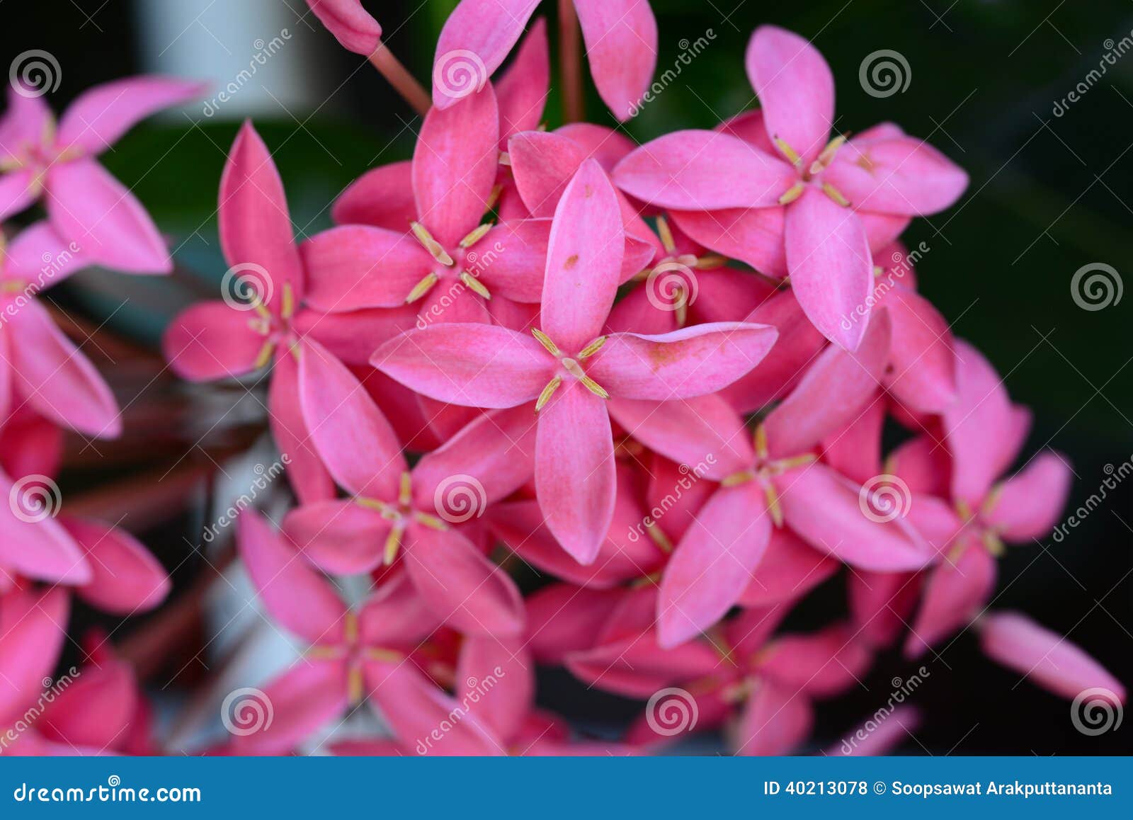 Ixora cor-de-rosa foto de stock. Imagem de ânsia, nave - 40213078