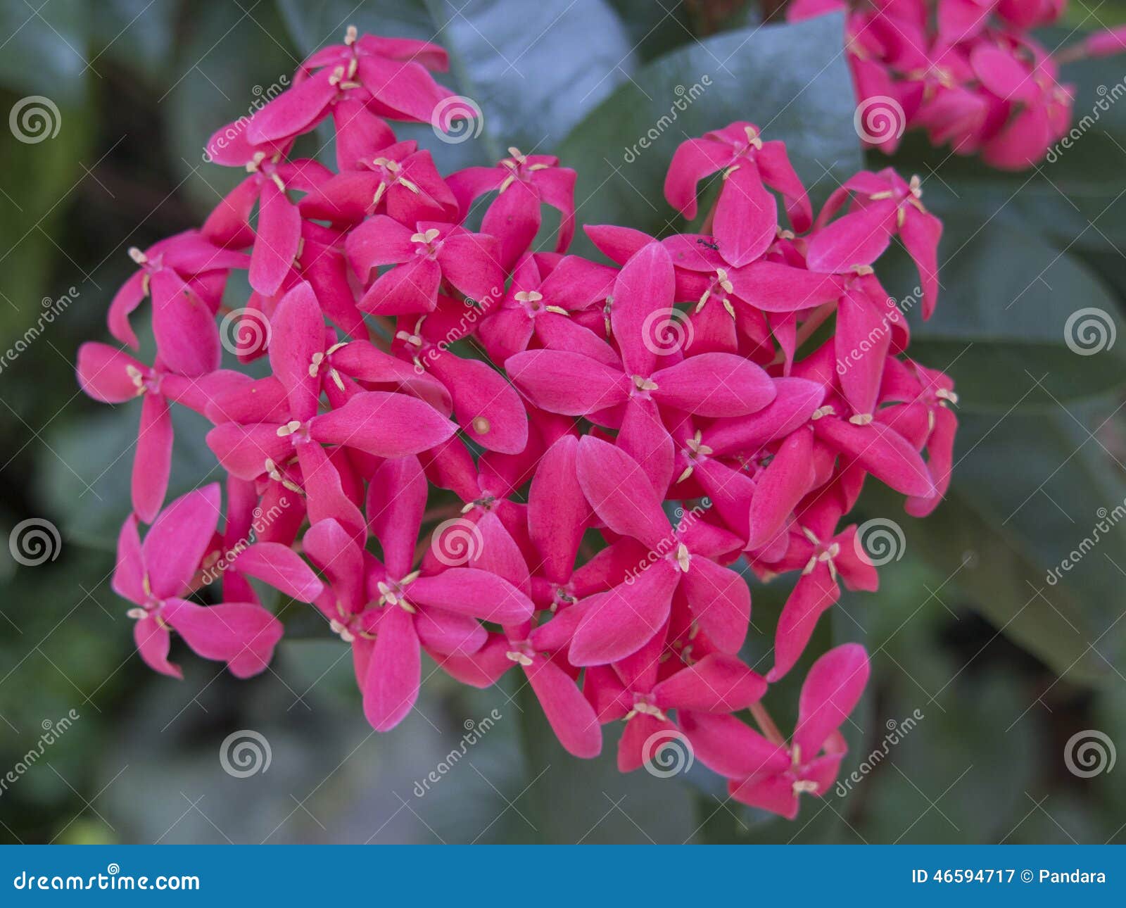 Ixora Cor-de-rosa Ascendente Fechado Imagem de Stock - Imagem de ...