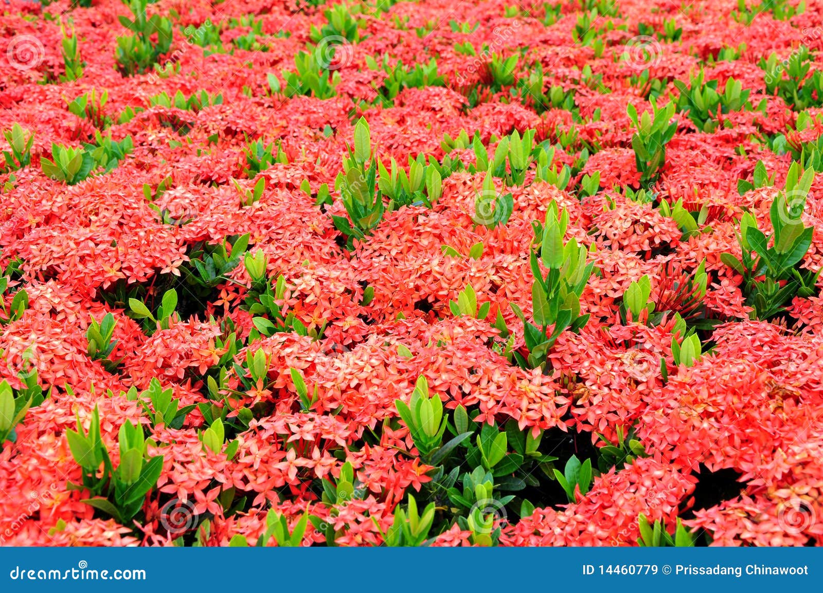 Ixora flower stock image. Image of background, bush, bunch - 14460779