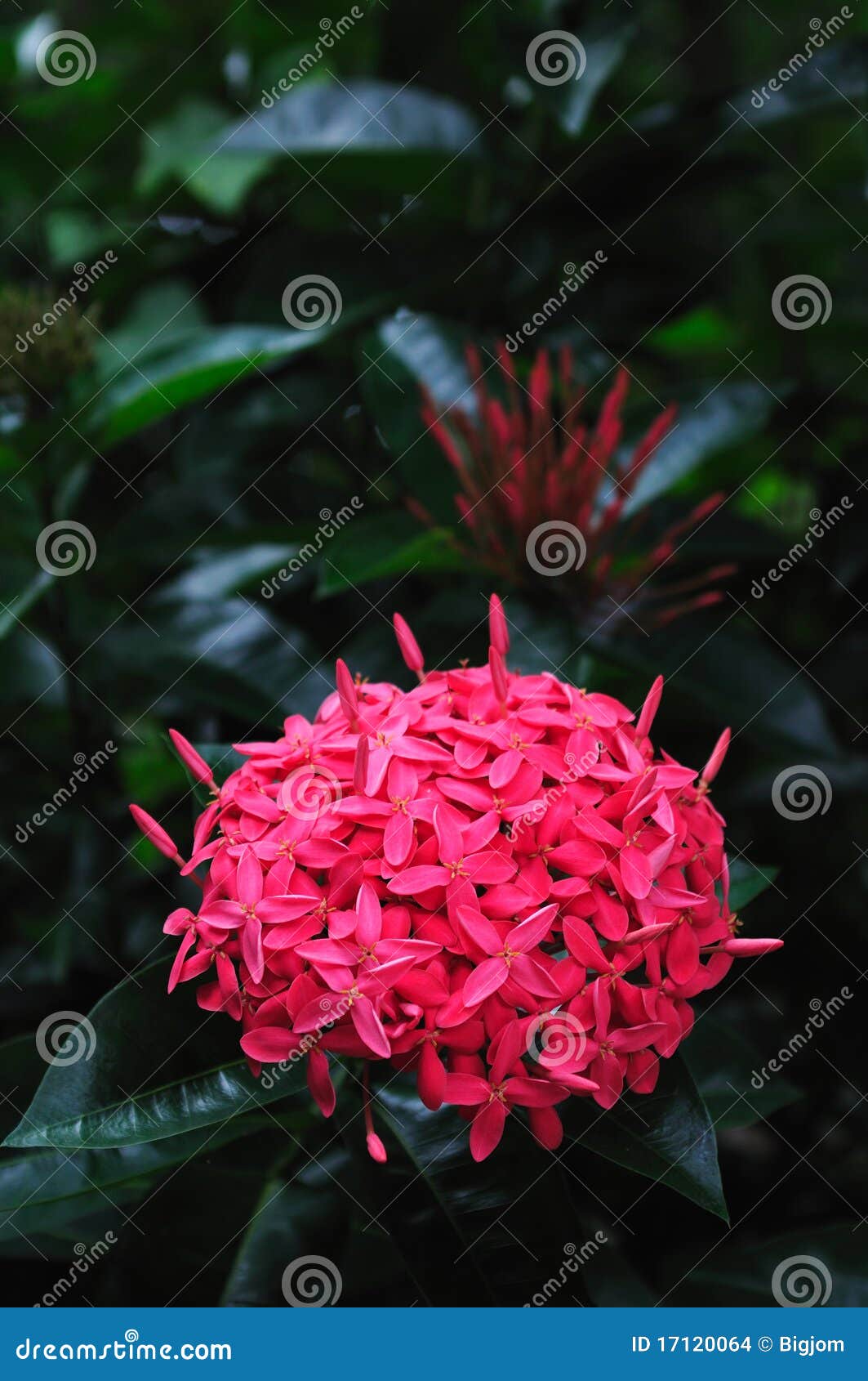 Ixora flower stock photo. Image of blossom, plant, botany - 17120064