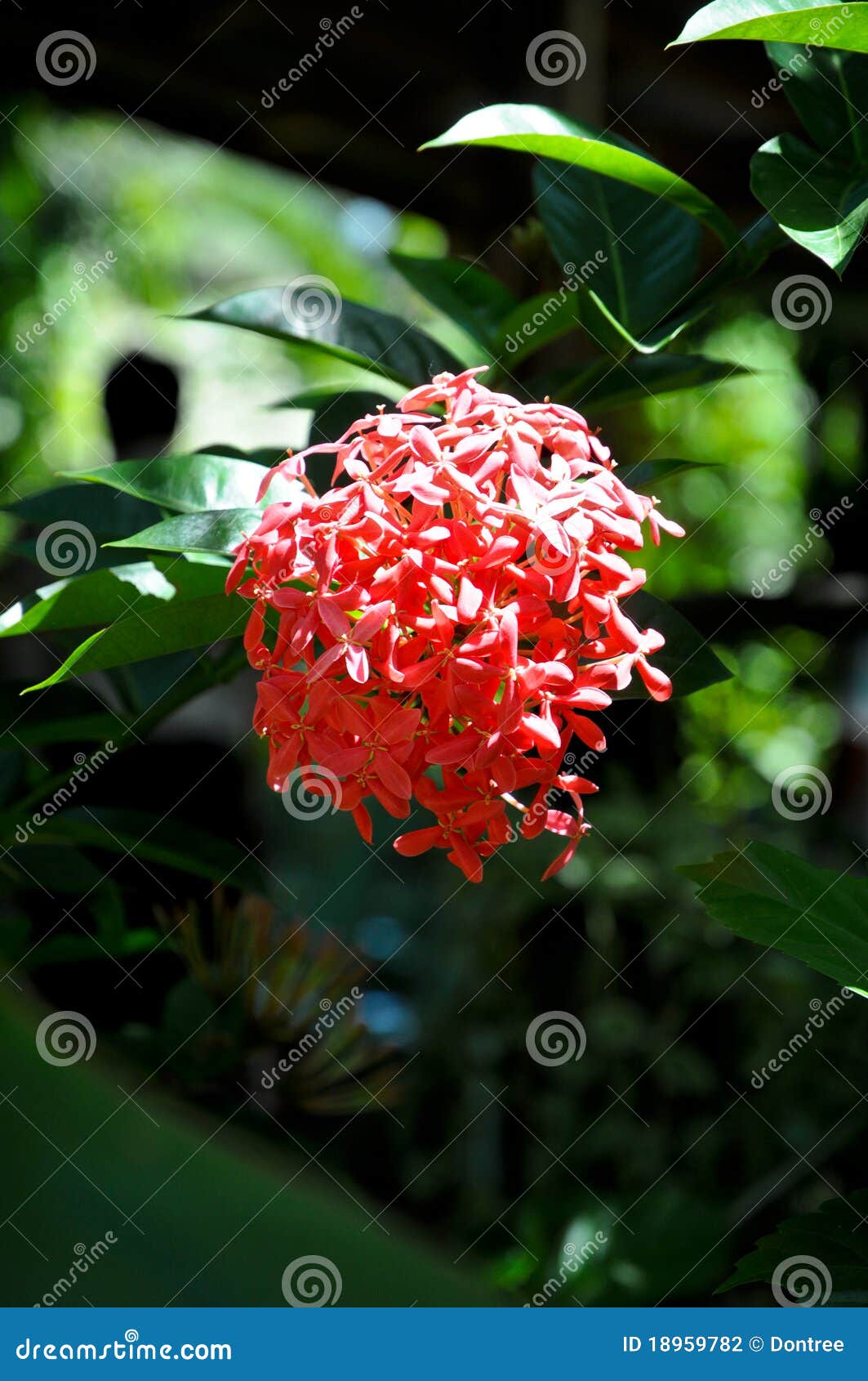 Ixora flower stock photo. Image of delicate, calming - 18959782