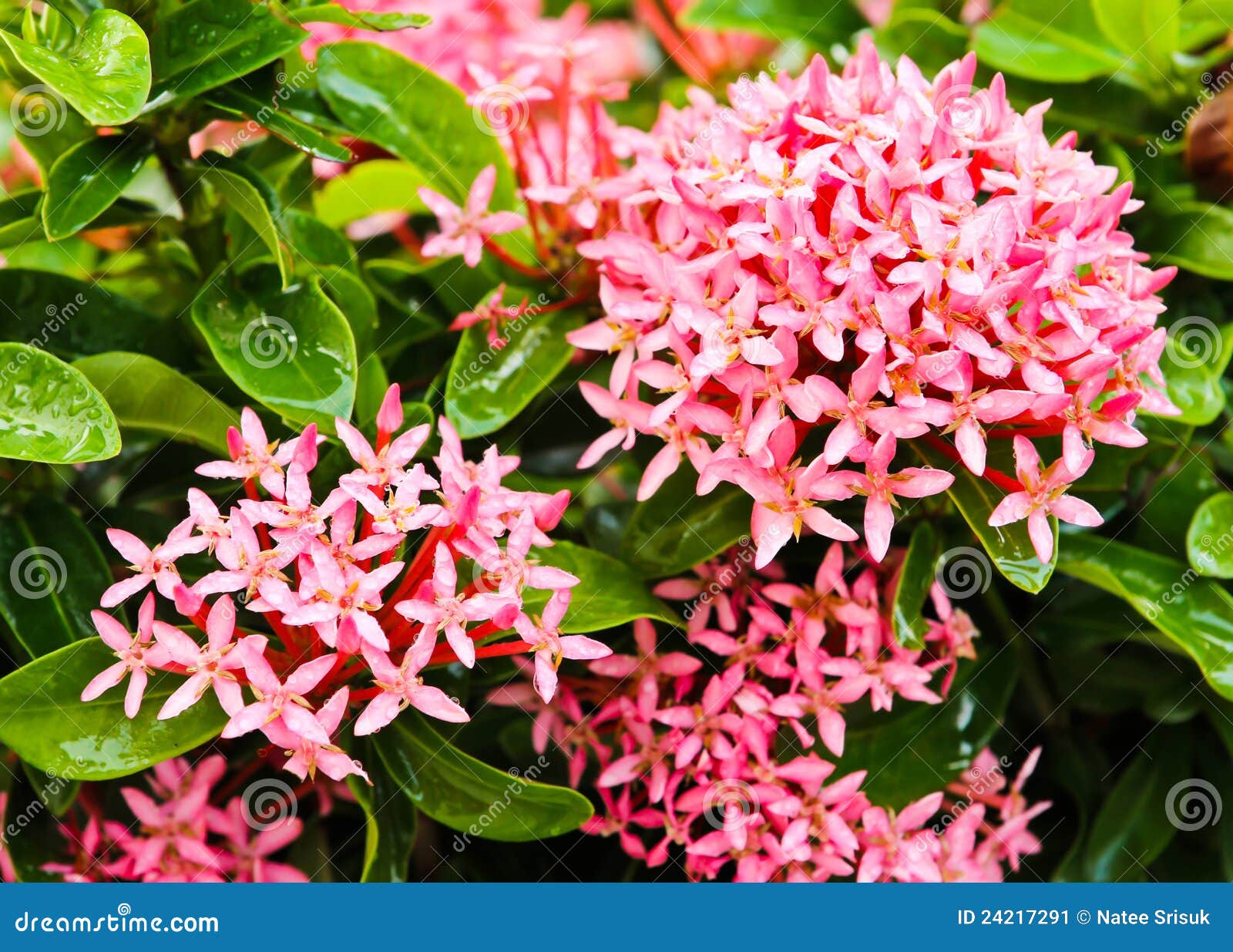 Ixora Flower Isolated, Shrub Fence Stock Image | CartoonDealer.com ...