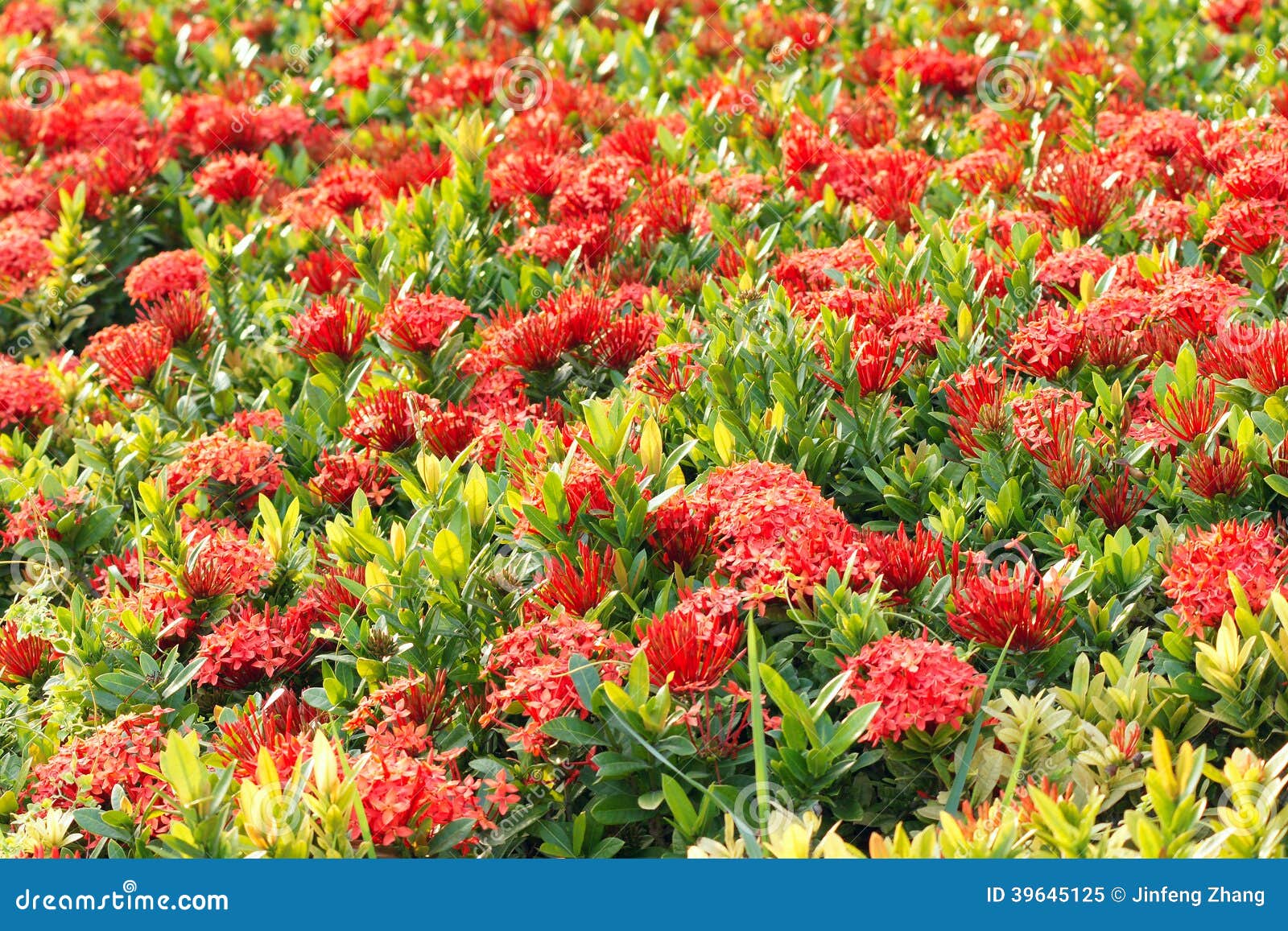 Ixora flower stock image. Image of plant, flower, leaves - 39645125
