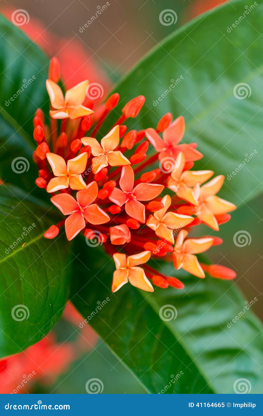 Ixora flower stock image. Image of fresh, flora, flame - 41164665