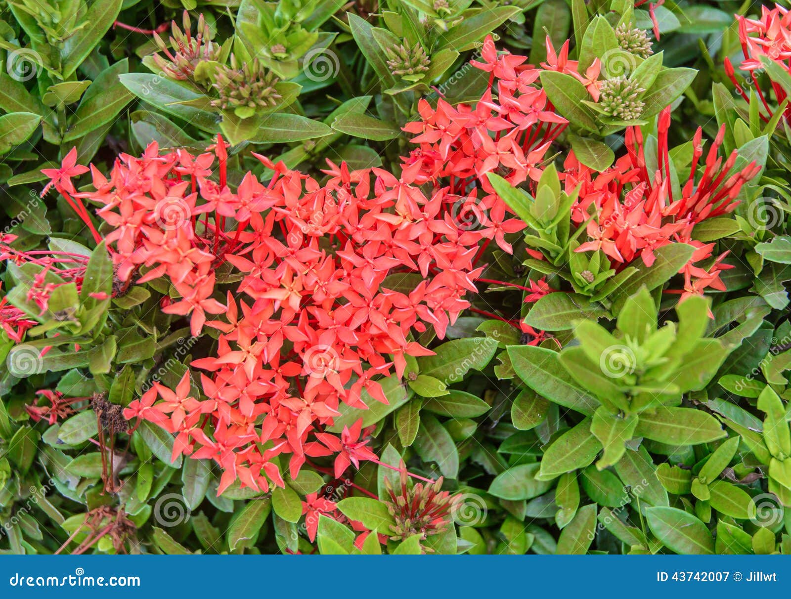 Ixora flower stock image. Image of flower, traditional - 43742007