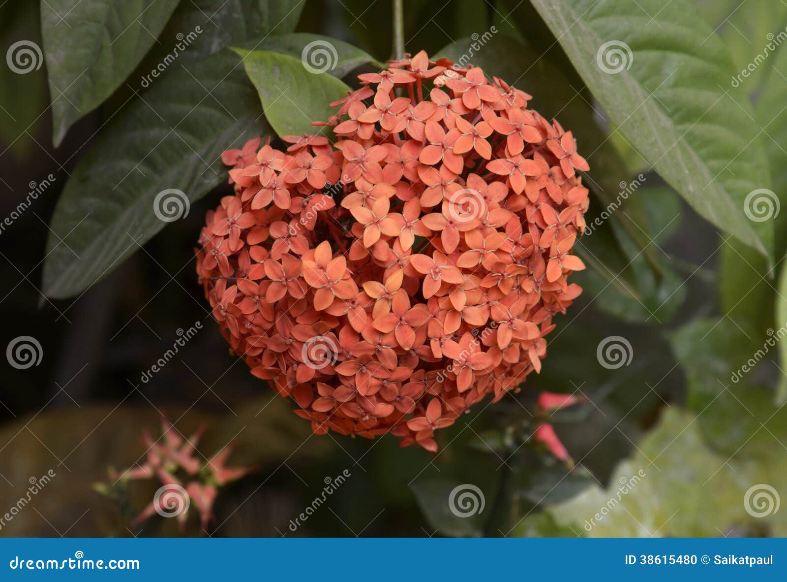 Ixora Flower stock photo. Image of plant, loxora, tropical - 38615480