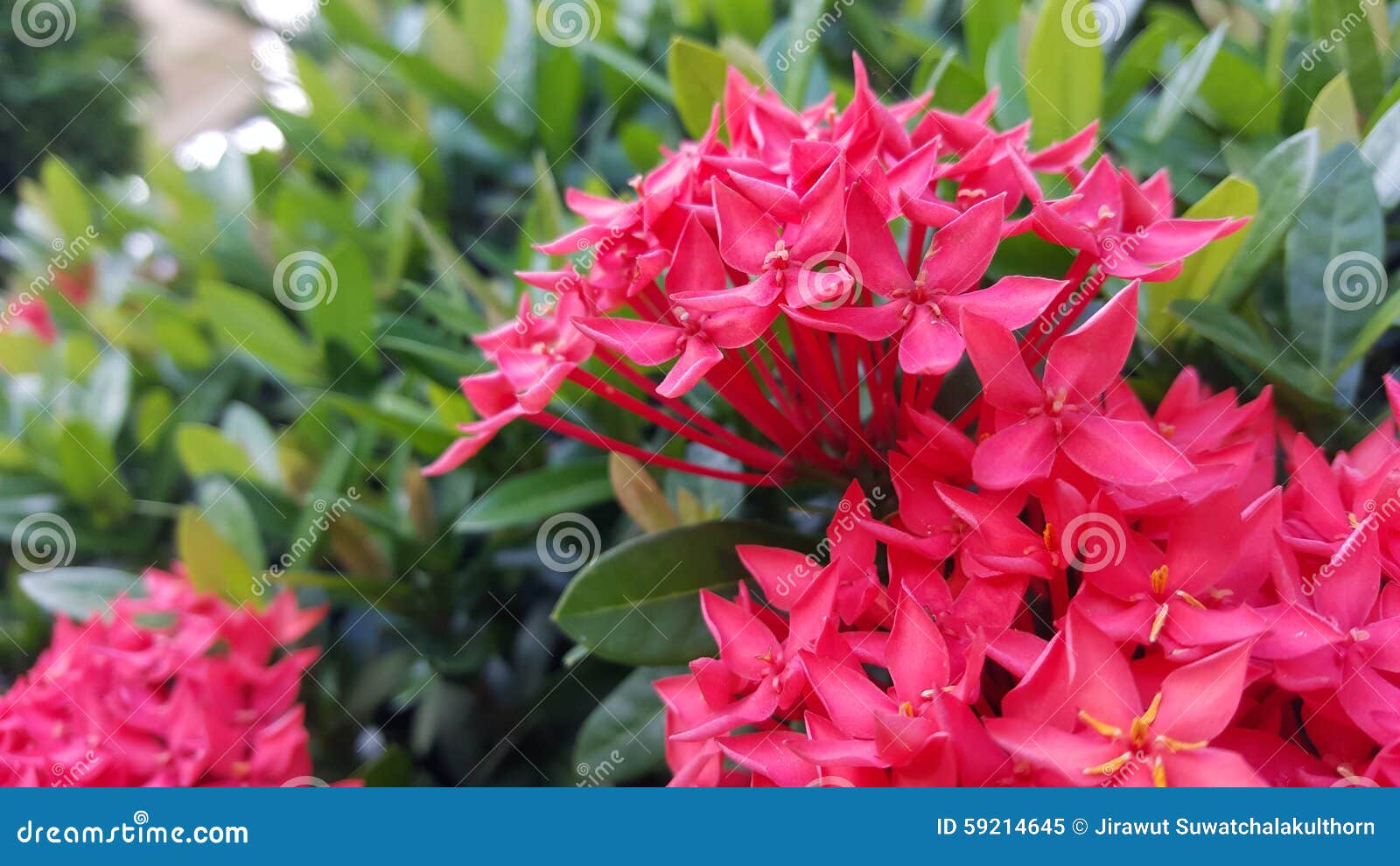 Ixora flower red stock image. Image of flower, green - 59214645
