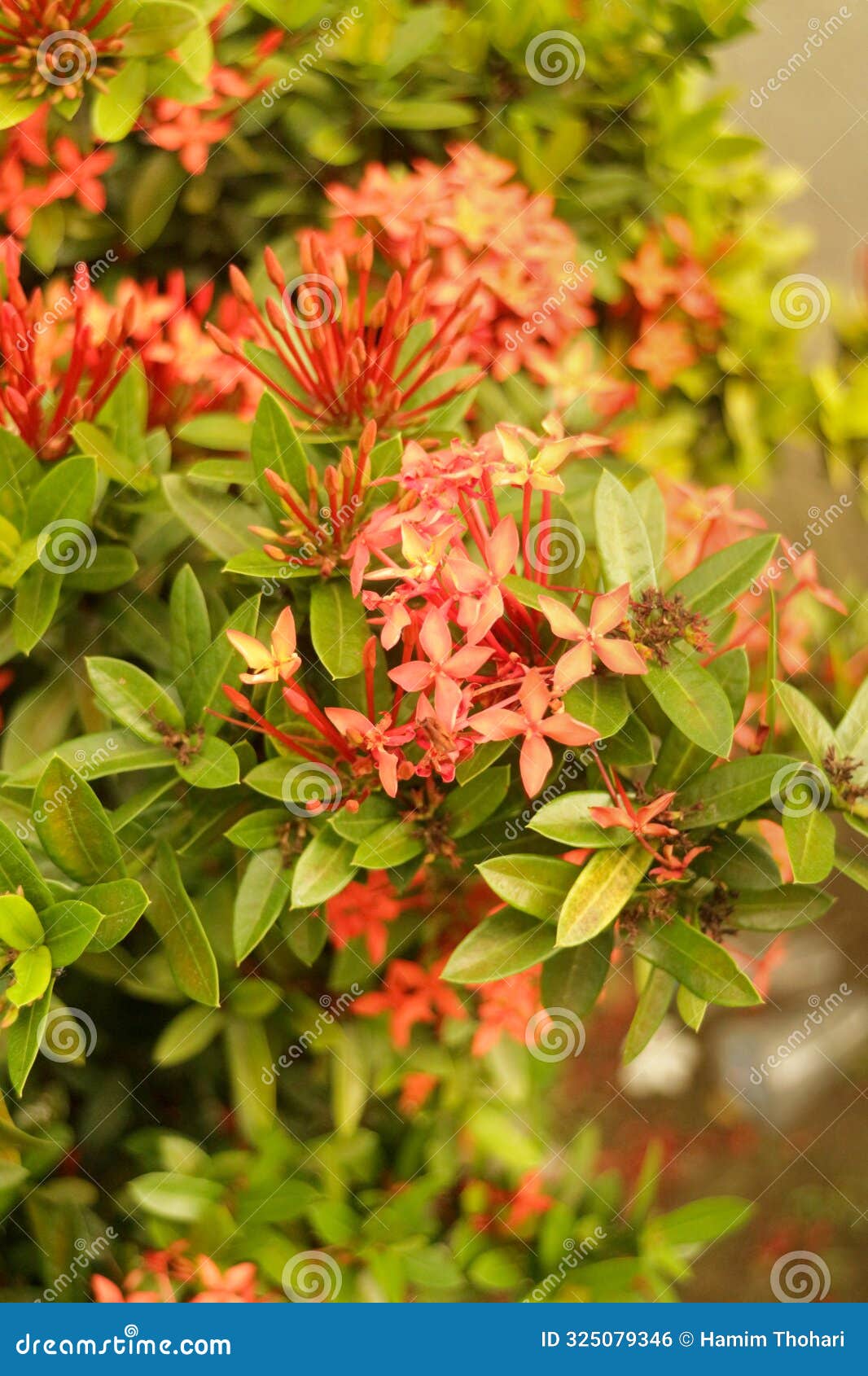 The Ixora Flower with Red and Green Color Stock Photo - Image of nature ...
