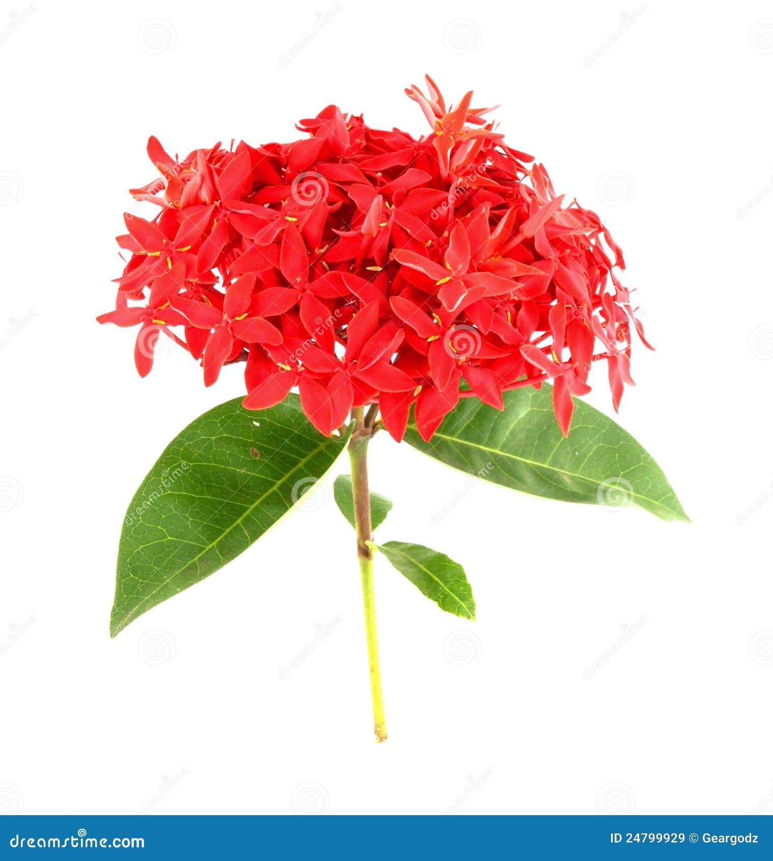 Ixora flower on white stock image. Image of blooming - 24799929