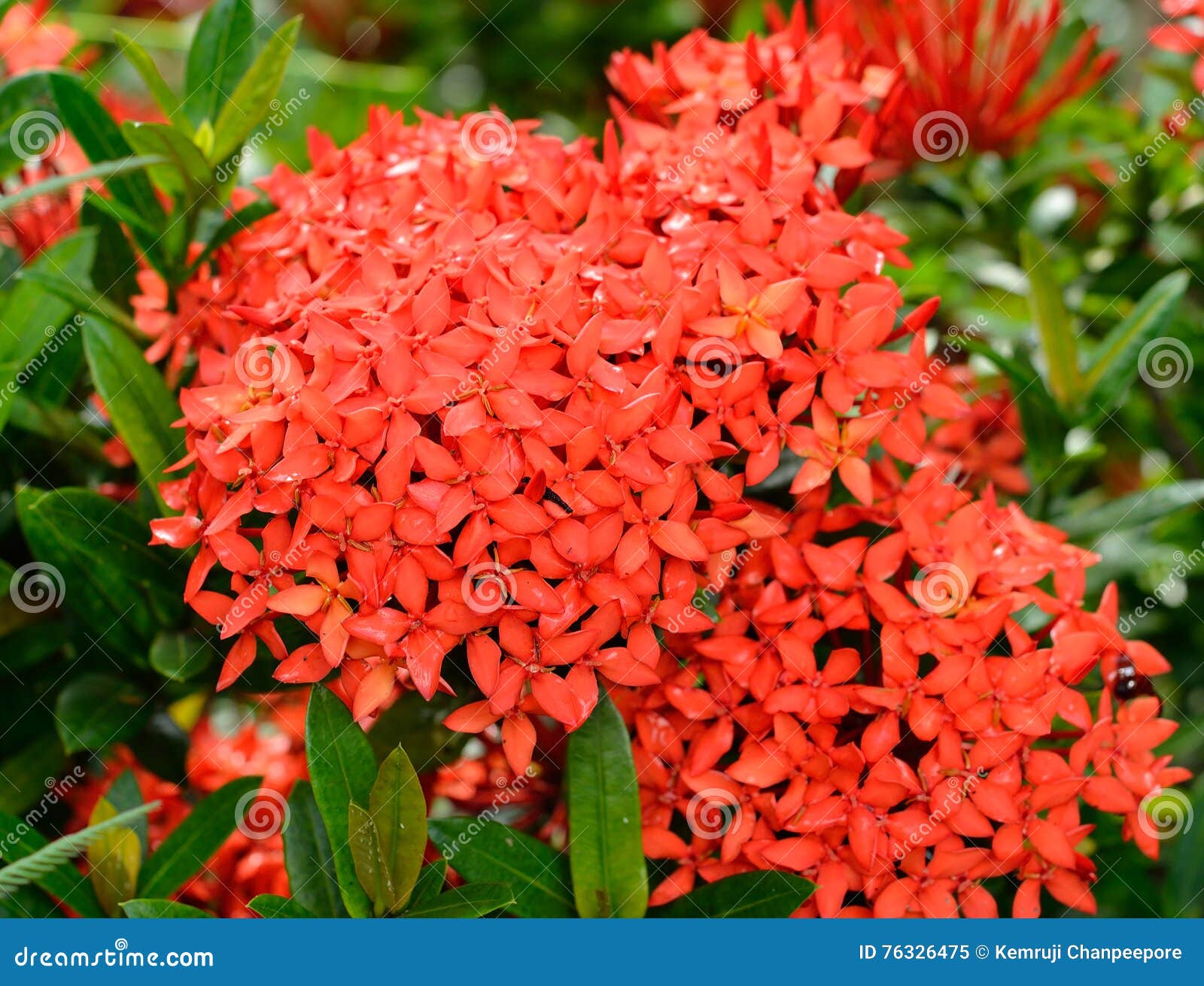 Ixora Flowers in the Garden Stock Image - Image of decorative, coccinea ...