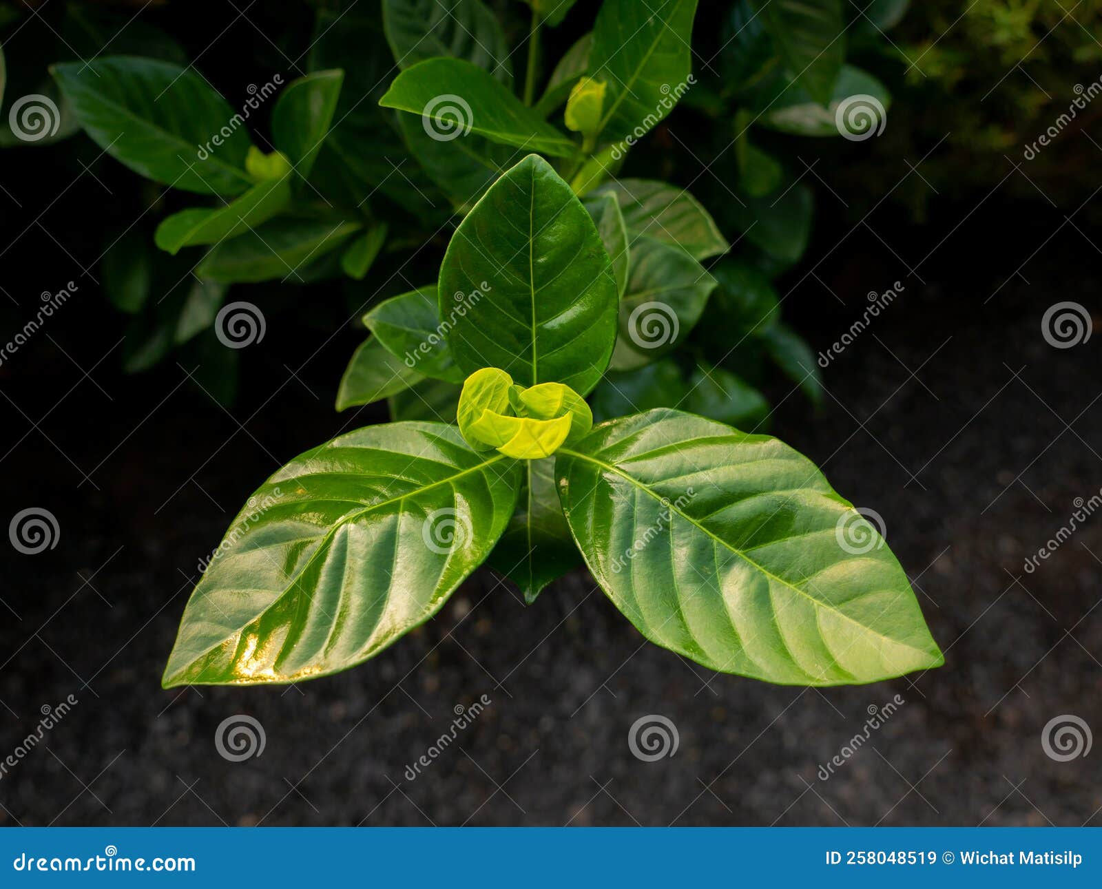 Ixora Leaves Angle of the Triangle Stock Image - Image of leaf, color ...