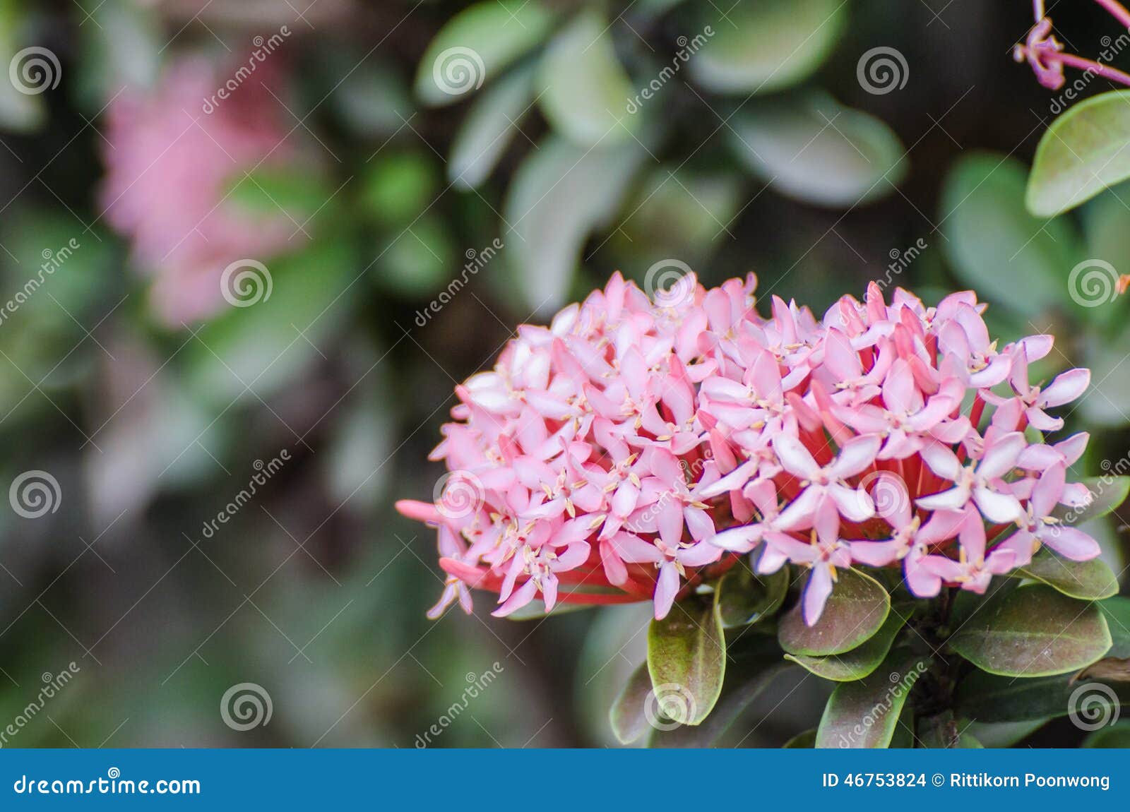 Ixora stock photo. Image of ixora, blooming, garden, environment - 46753824