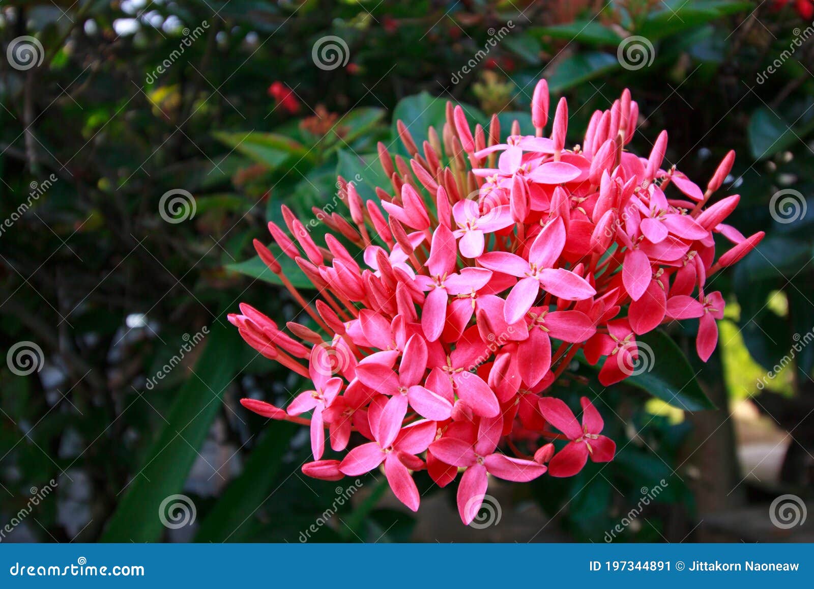 Ixora Pink in the Flower Garden Stock Image - Image of season, flower ...
