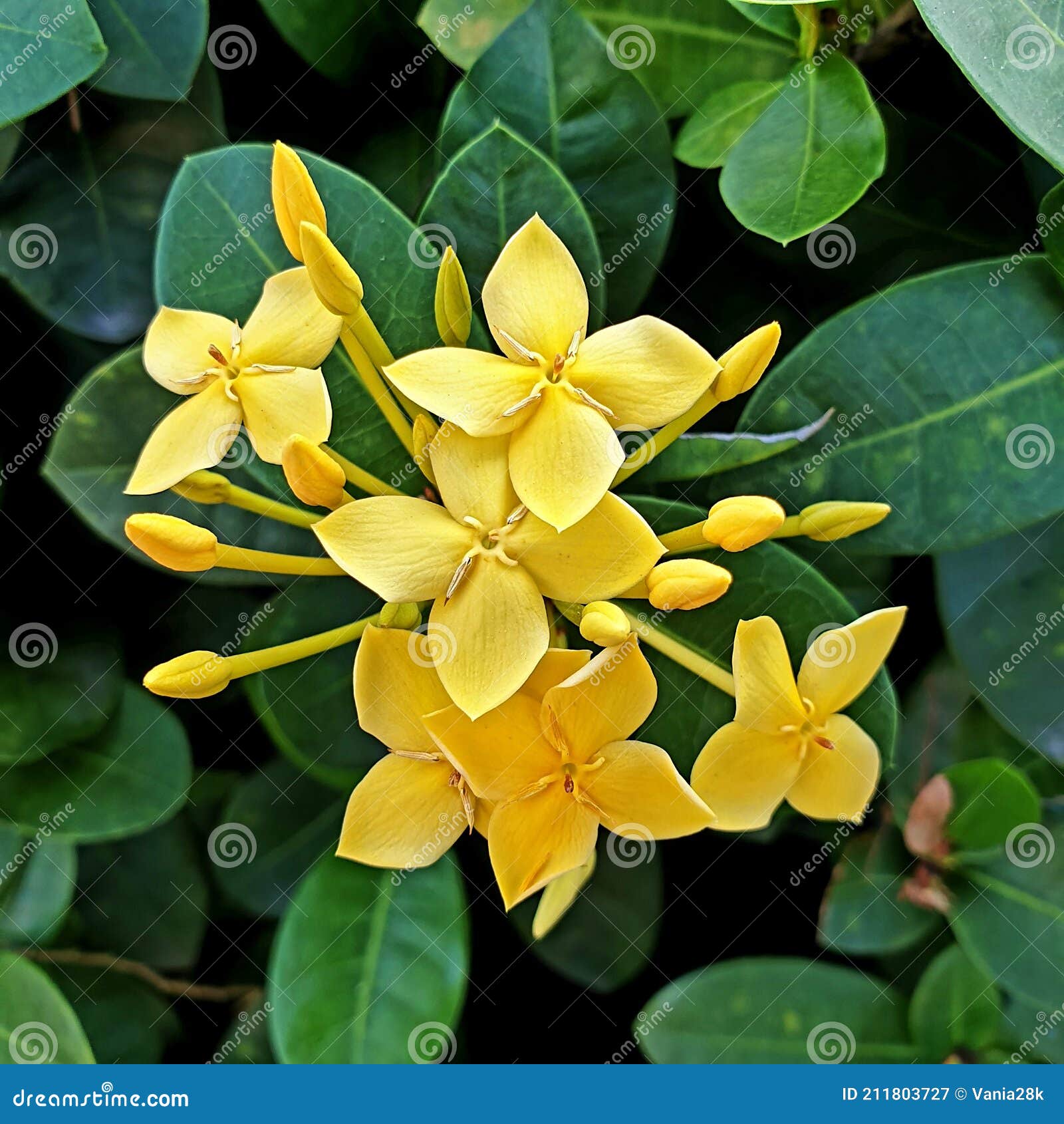 Ixora Pirate S Gold or Ixora Compacta Stock Image - Image of common ...
