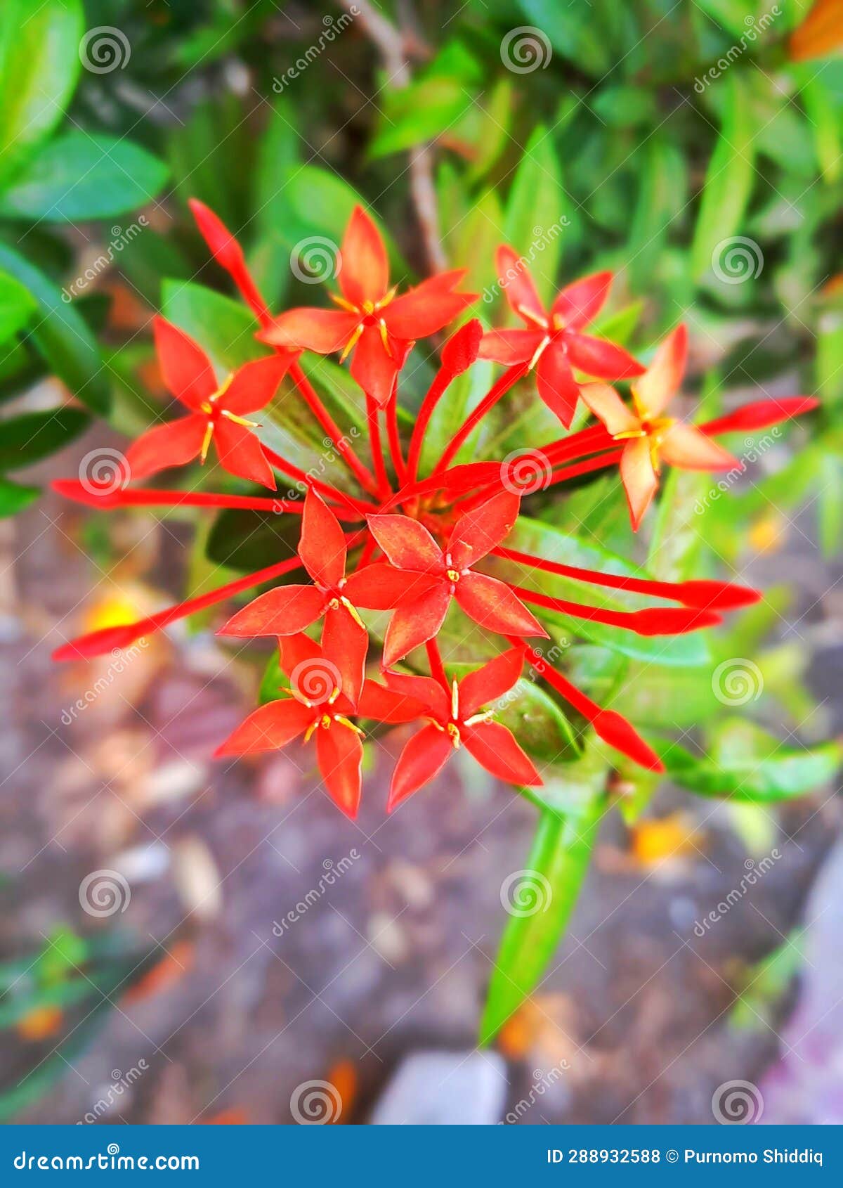 Ixora Red Flower or Also Known As Soka Flower Stock Photo - Image of ...