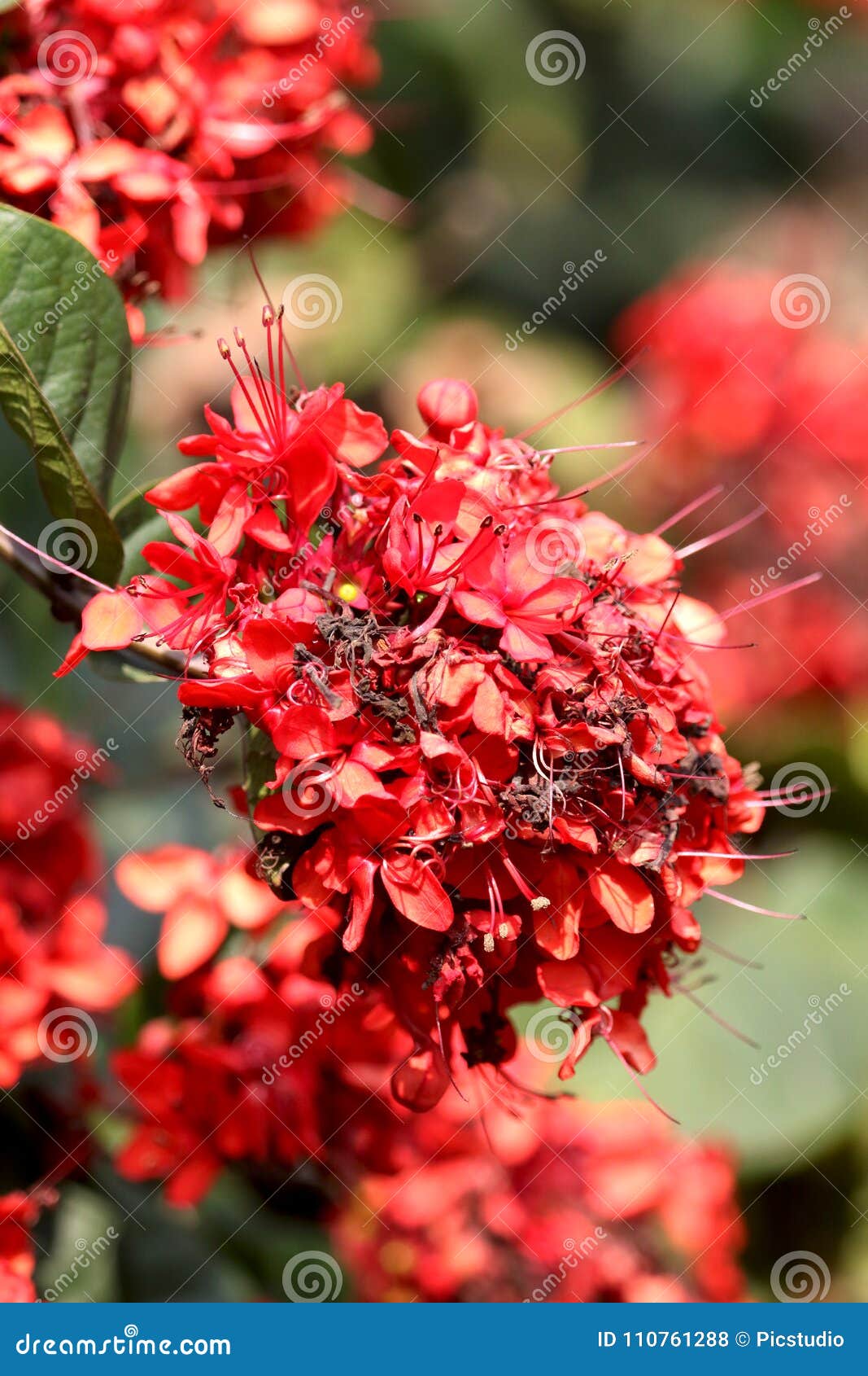Ixora red flowers stock photo. Image of spring, flowers - 110761288