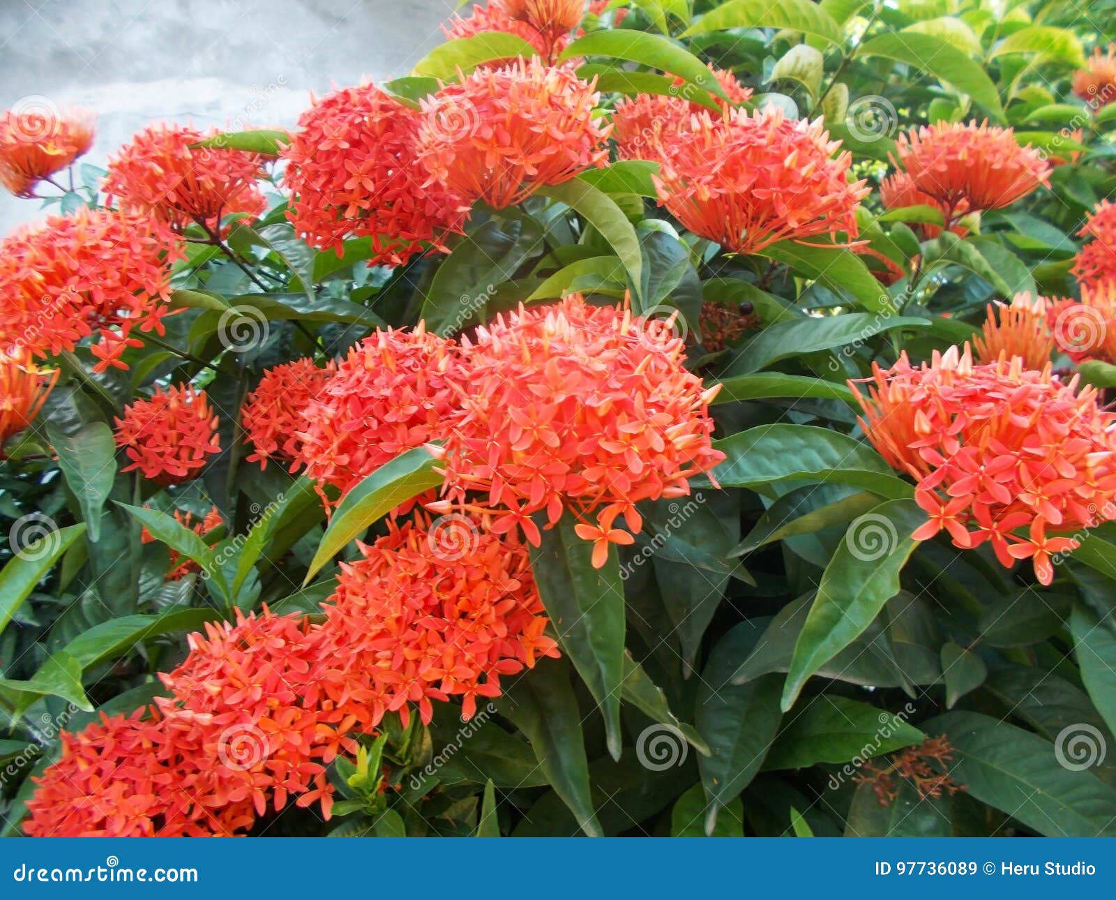 Ixora red flowers stock image. Image of flame, blossom - 97736089