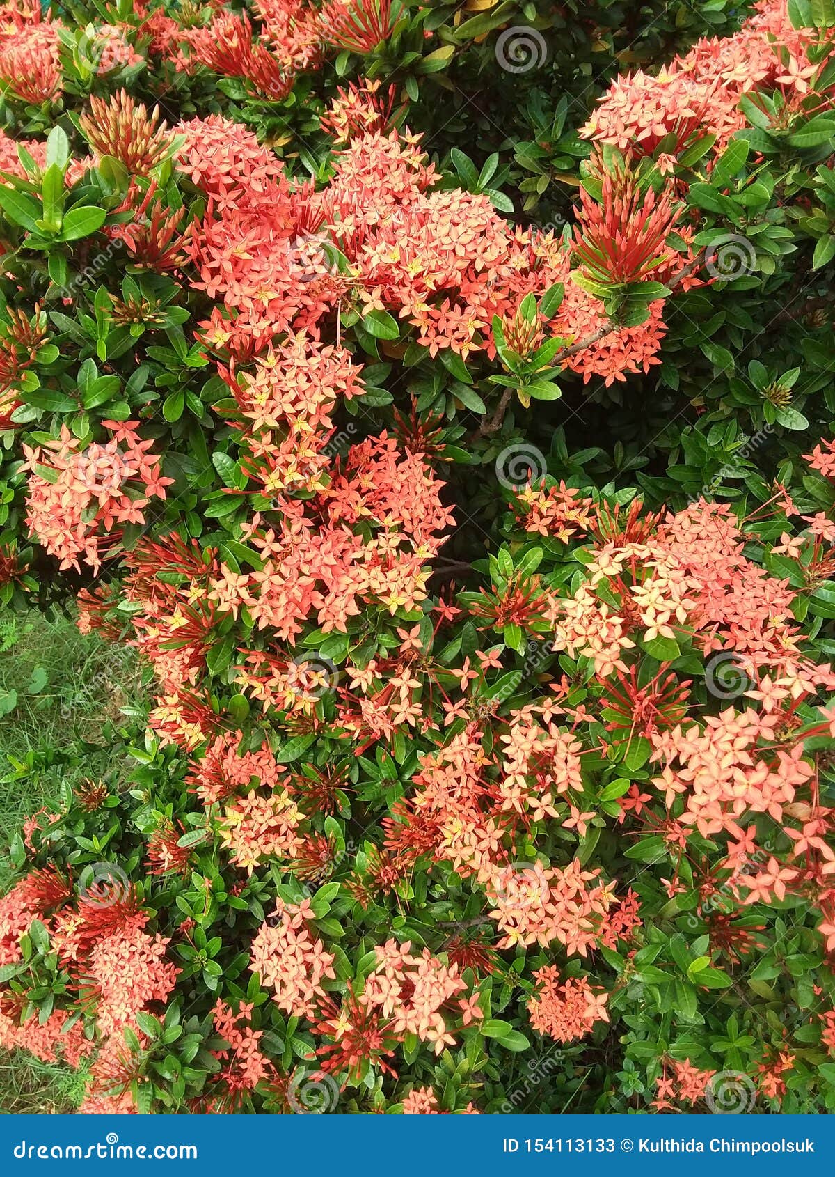 IXORA stock image. Image of flower, ixora, rubiaceae - 154113133