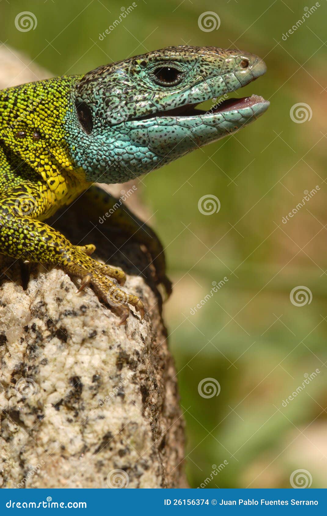 Izard with a blue head stock photo. Image of animal, lizards - 26156374