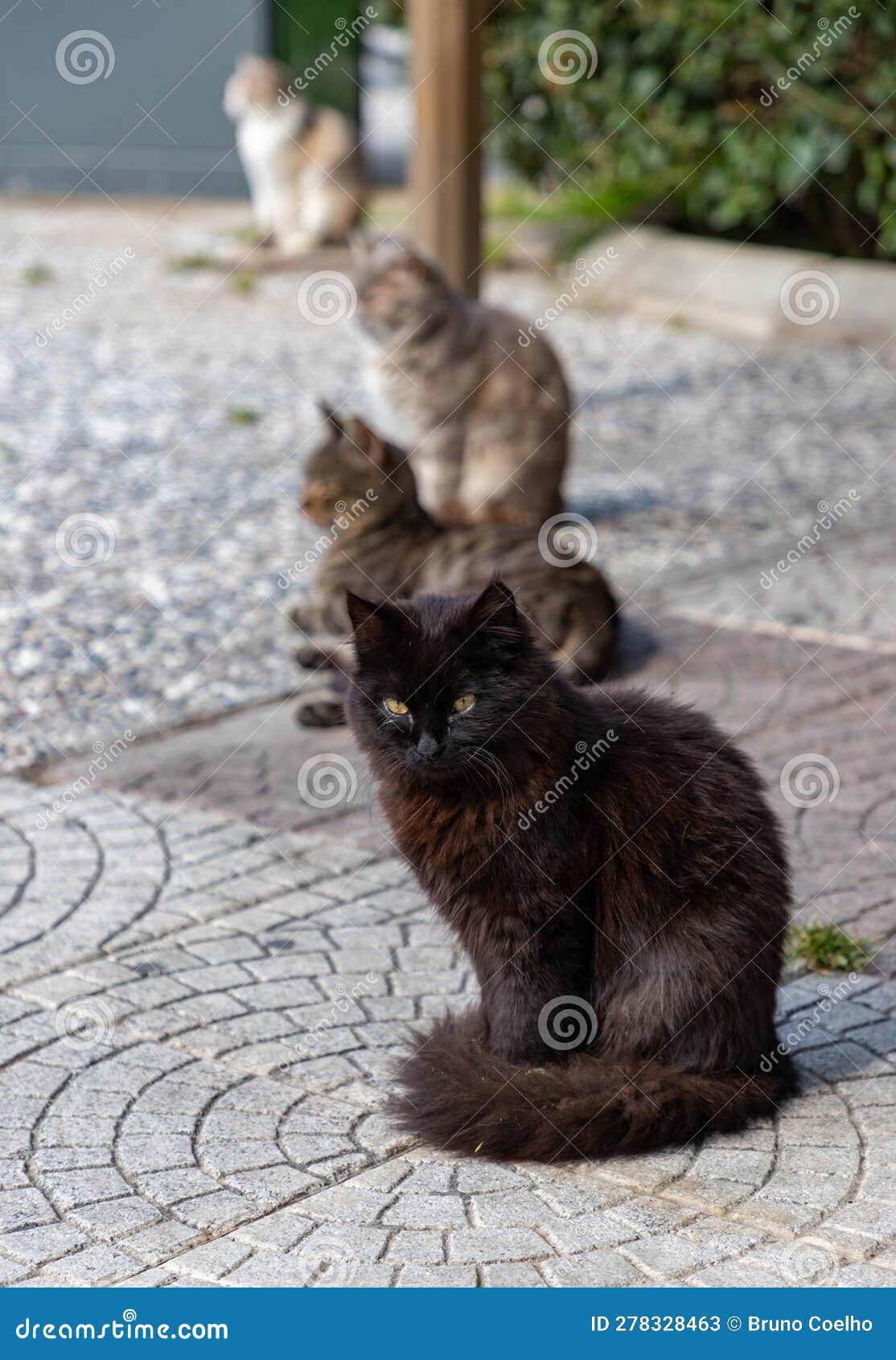 Group Of Stray Cats. Three Stray Cats Are Sitting On The Street. Animal ...