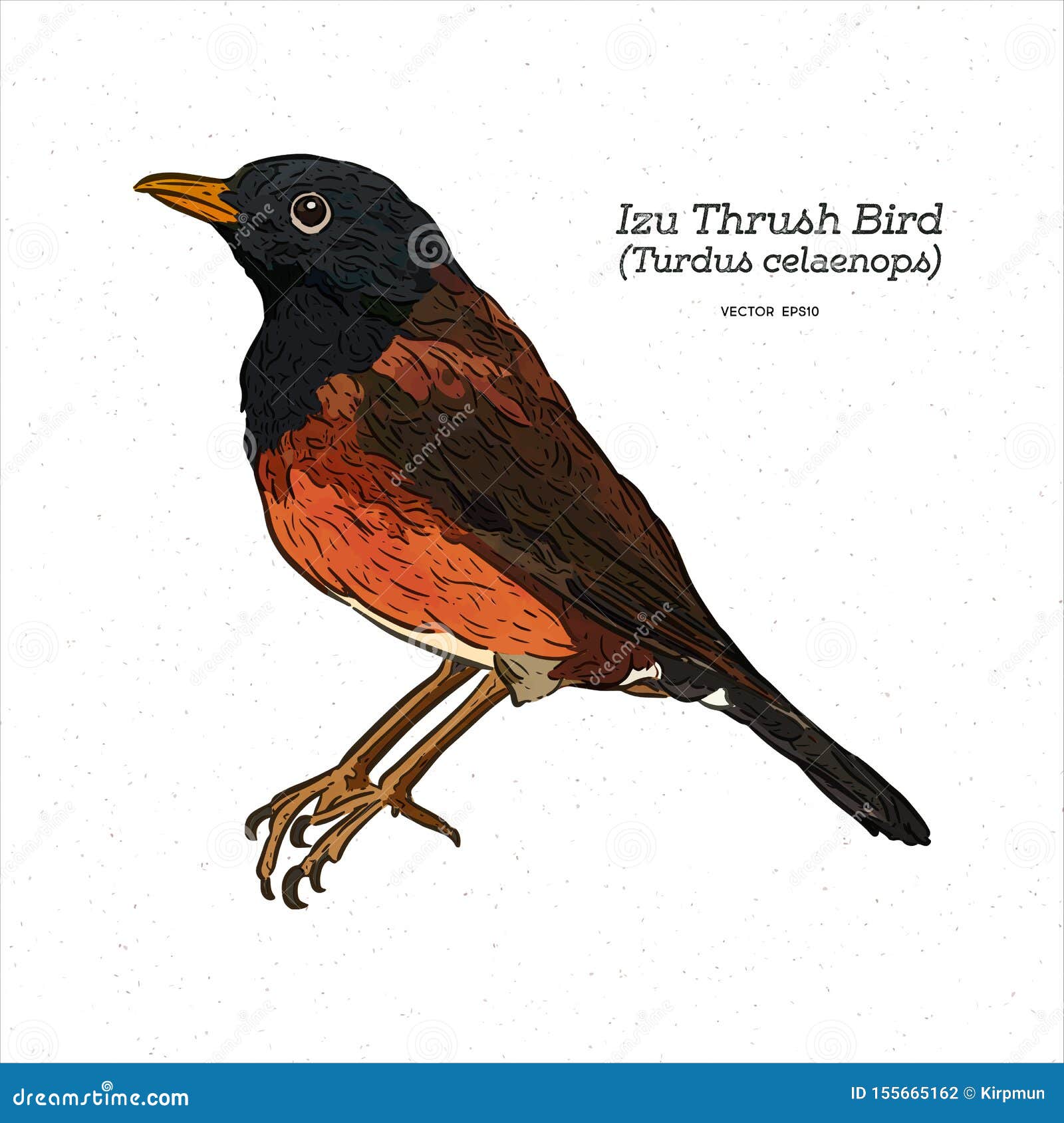 Thrush Bird Stock Illustrations – 756 Thrush Bird Stock Illustrations ...