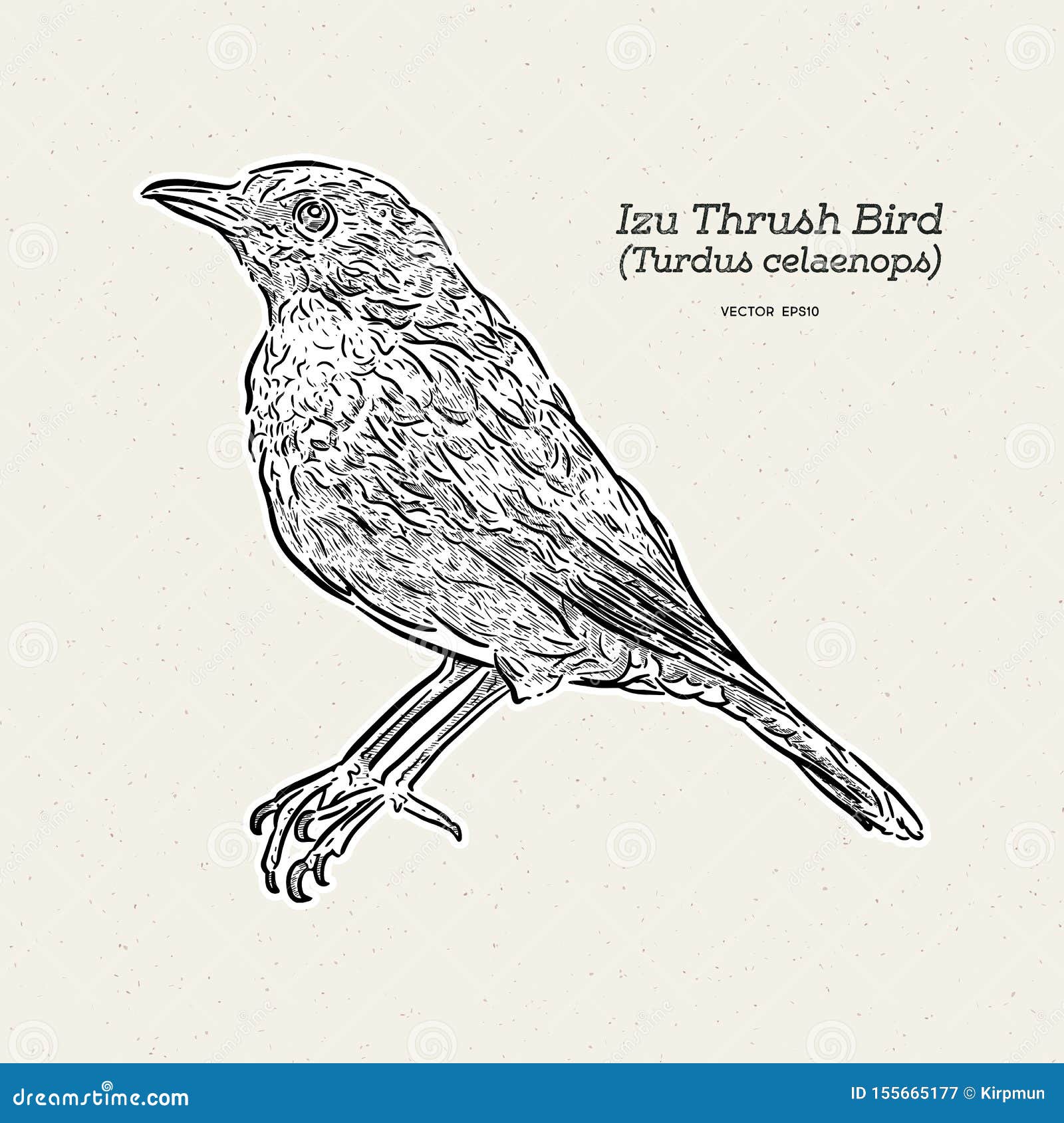 Izu Islands Thrush Turdus Celaenops Bird, Hand Draw Sketch Vector Stock ...